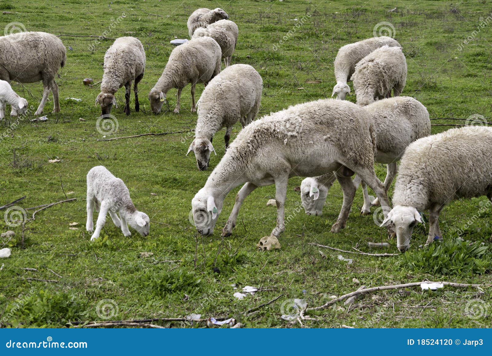 Sheep farming stock photo. Image of breeding, pasture - 18524120