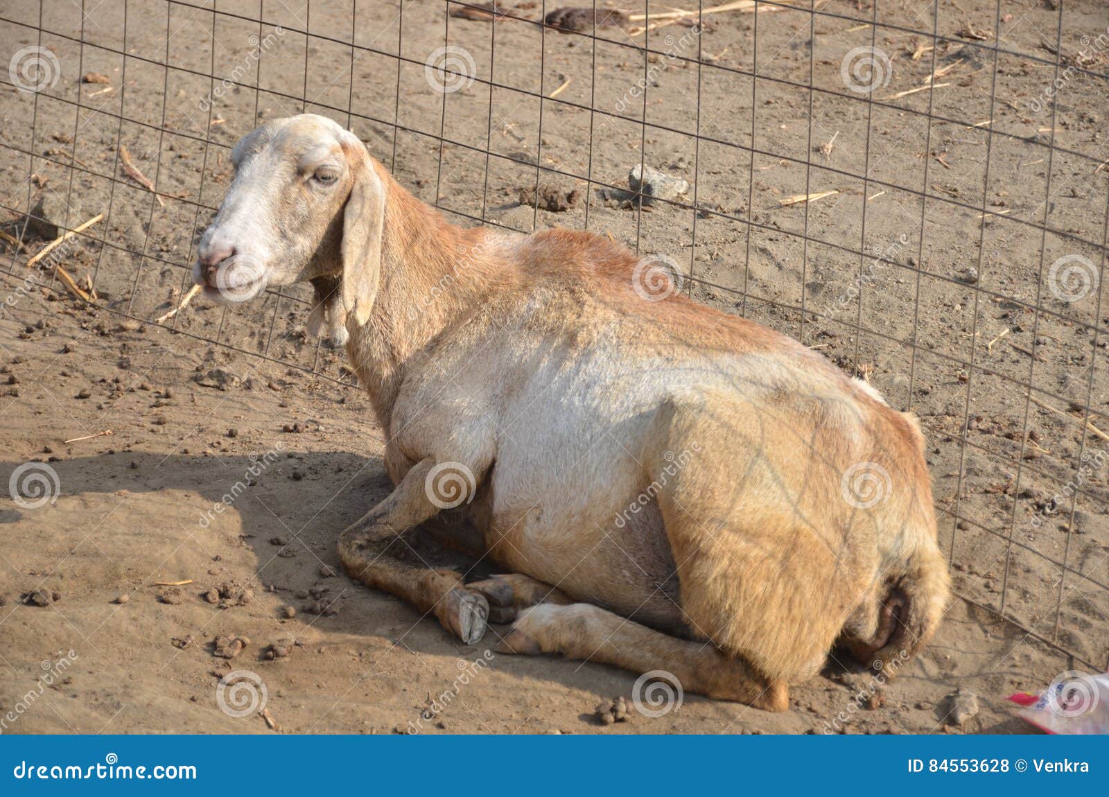 Sheep stock photo. Image of pets, farm, andhra, animal - 84553628