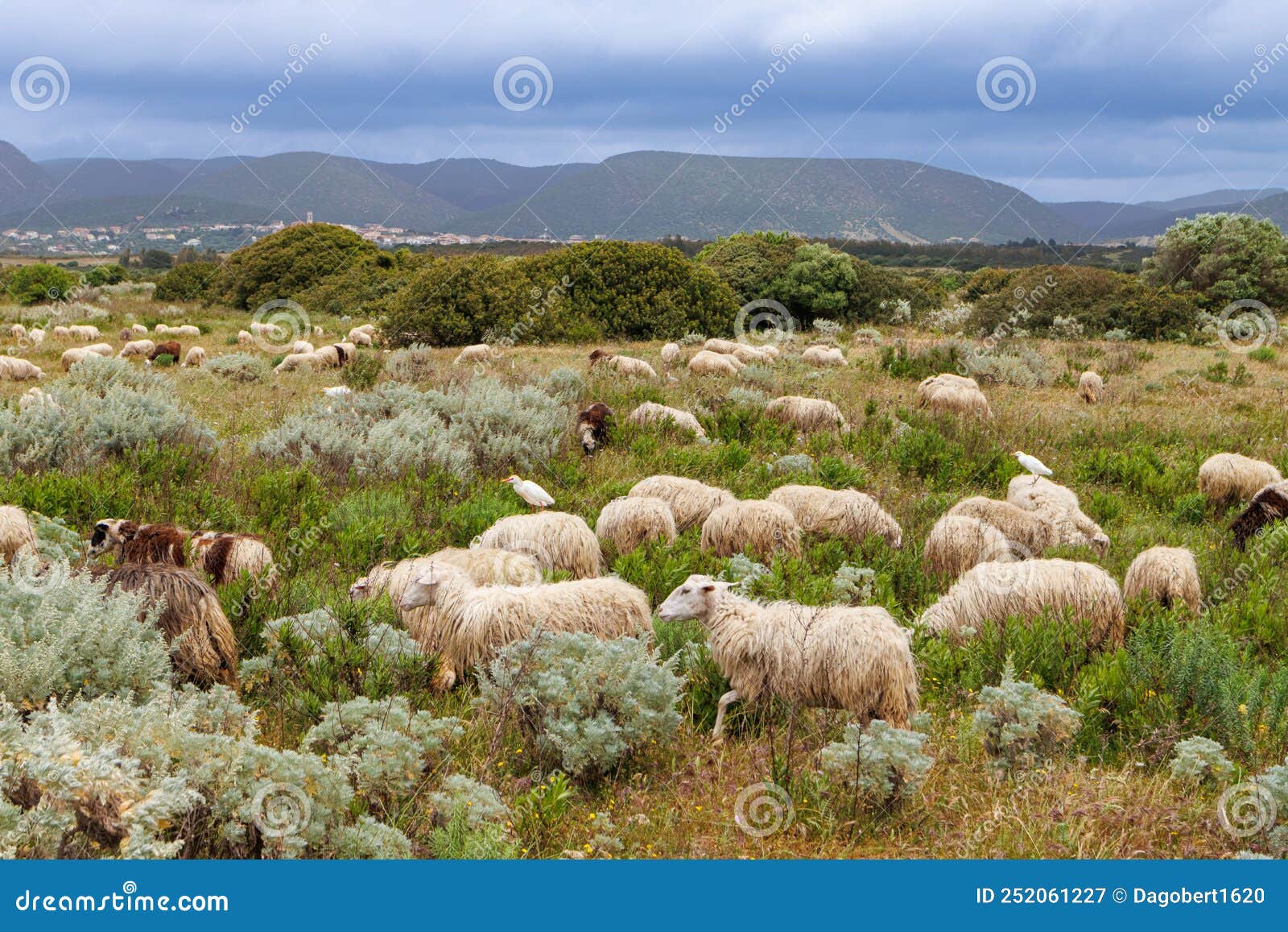 Sheep Farming is Widespread in Sardinia Stock Image - Image of lamb ...