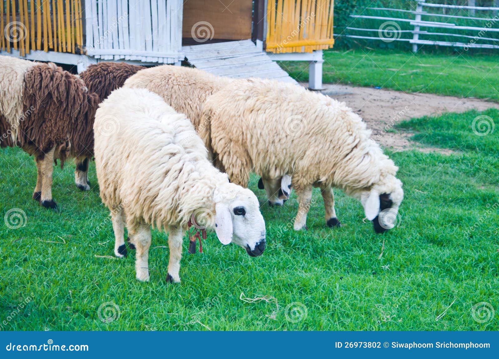 Sheep in the farmland stock photo. Image of house, agricultural - 26973802