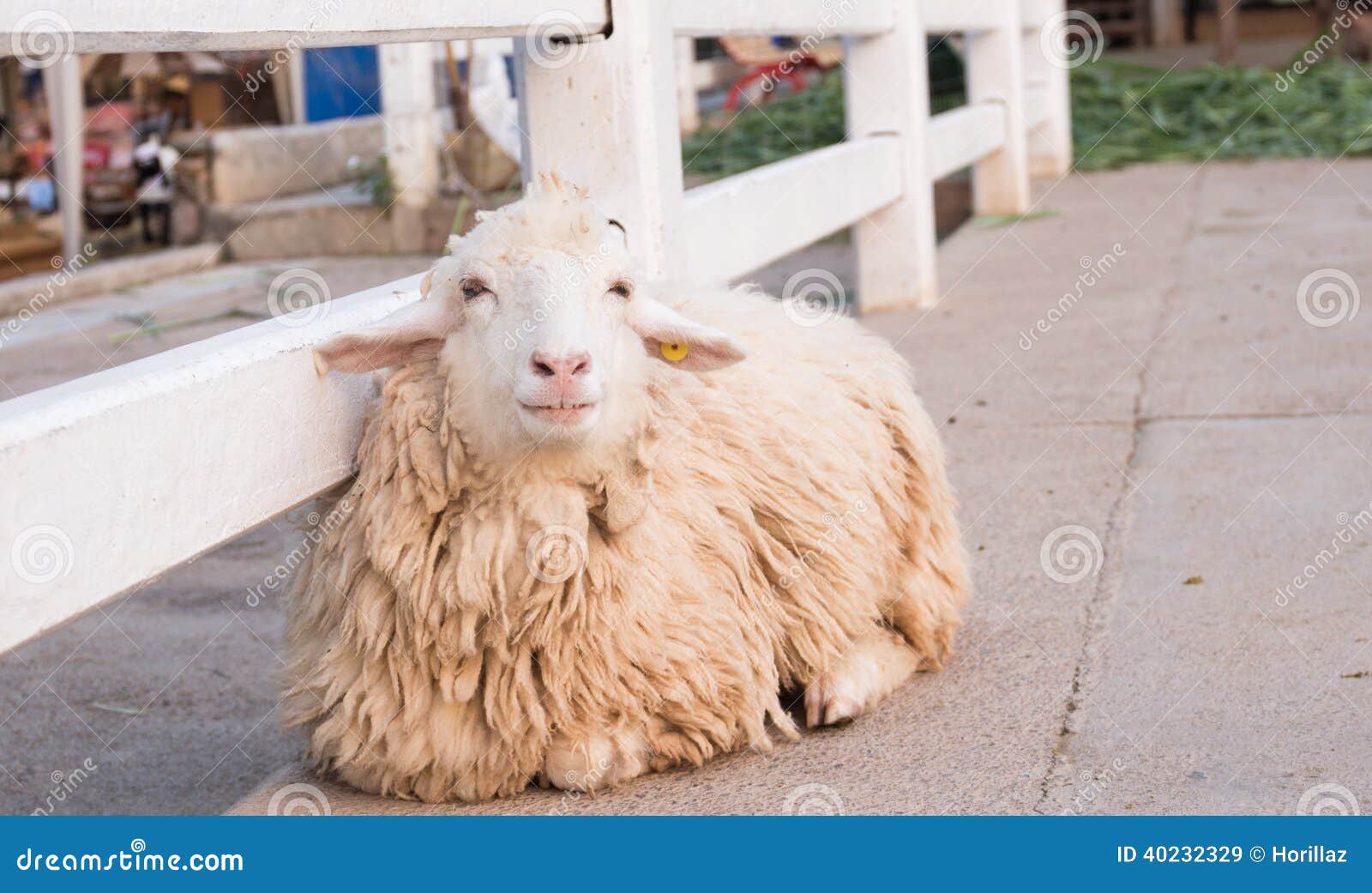 Sheep farms smiling stock image. Image of fleece, lovely - 40232329