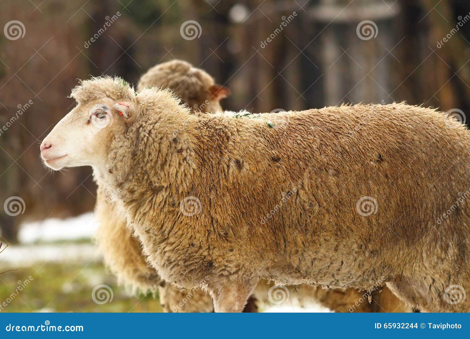 Sheep in the farmyard stock photo. Image of meat, farmland - 65932244