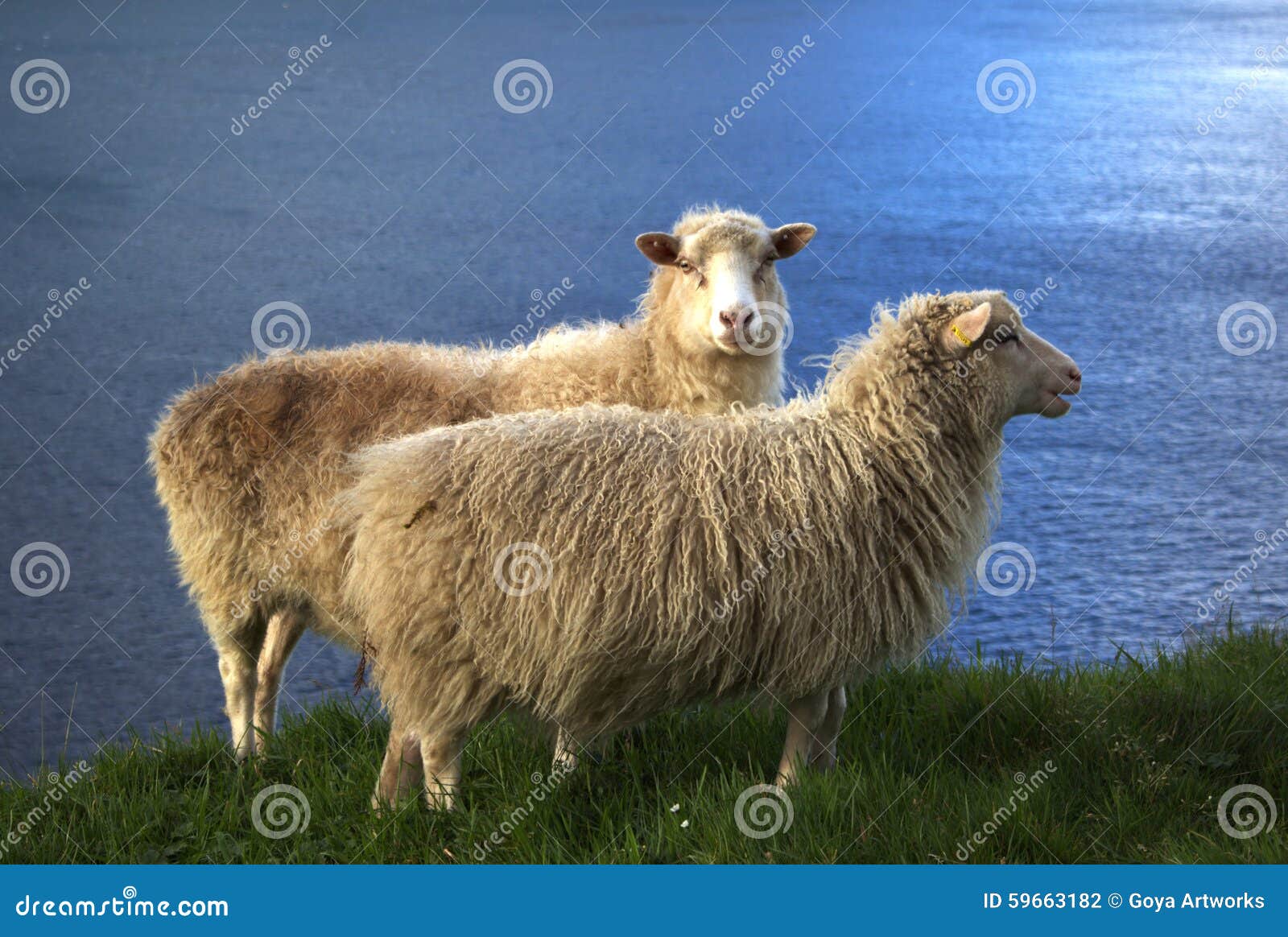 Sheep in the Faroe Islands stock photo. Image of faroe - 59663182