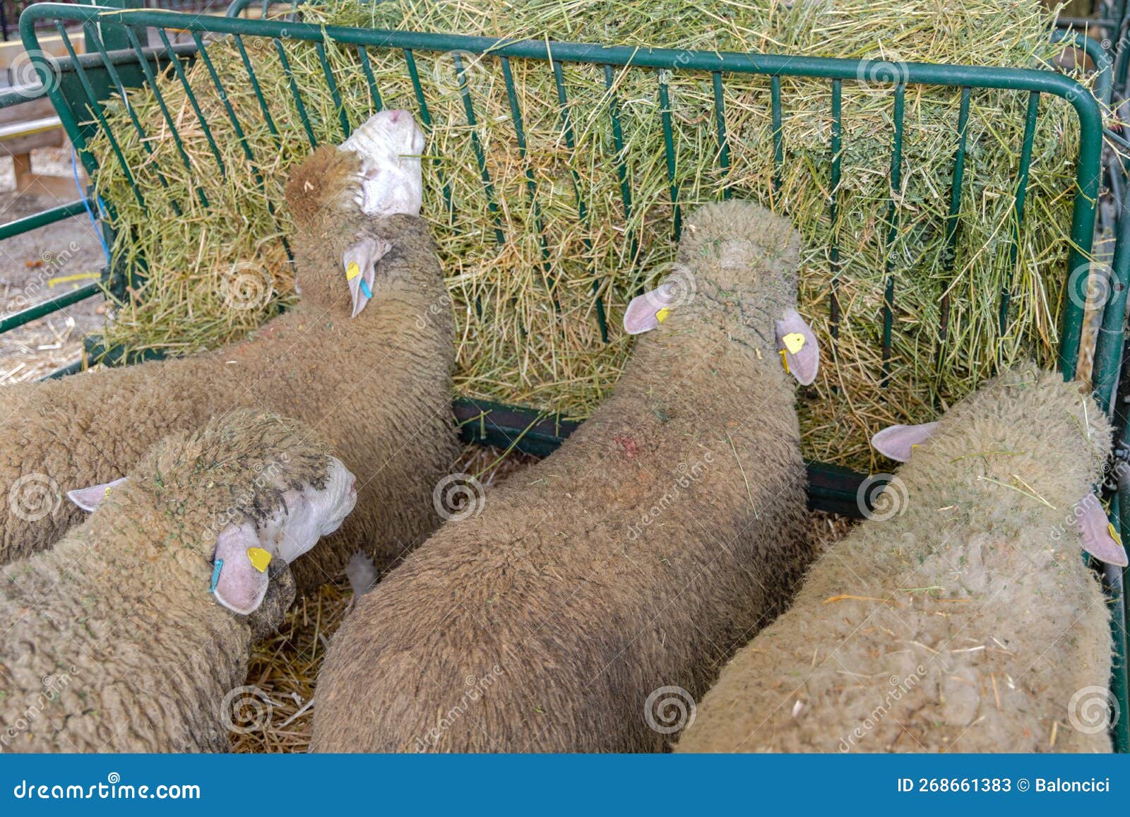 Sheep Feed Farm stock image. Image of plants, green - 268661383