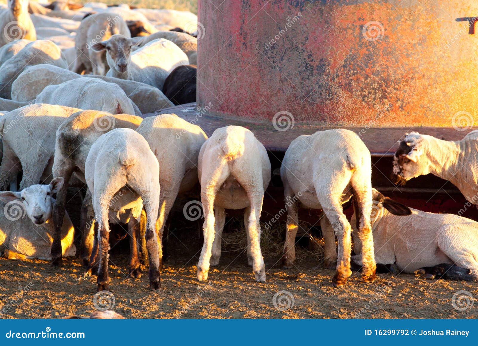 Sheep Feeding stock photo. Image of animals, white, lamb - 16299792