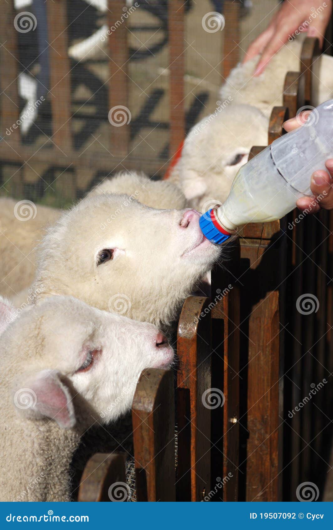 Sheep feeding stock photo. Image of grazing, milk, woolly - 19507092