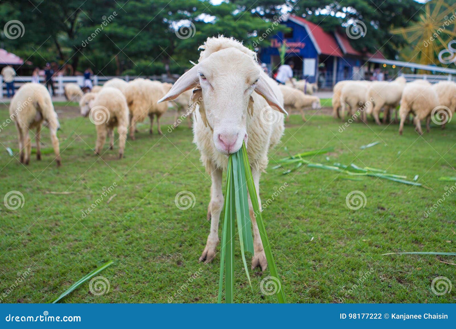 Sheep stock photo. Image of sheep, nature, wool, stalls - 98177222