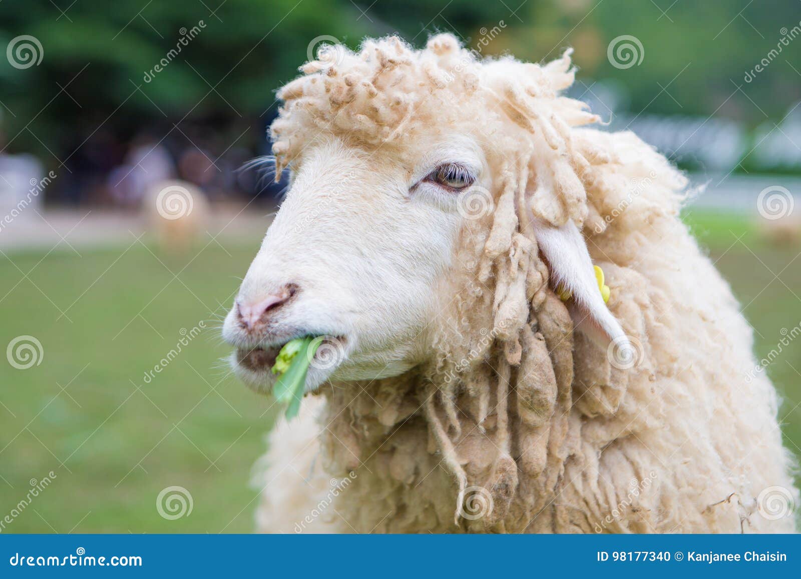 Sheep stock photo. Image of farm, stalls, pets, lamp - 98177340