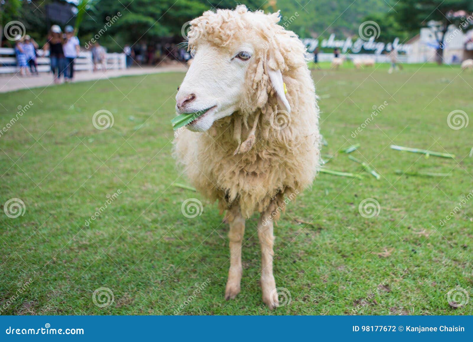 Sheep stock photo. Image of wool, livestock, grass, chew - 98177672