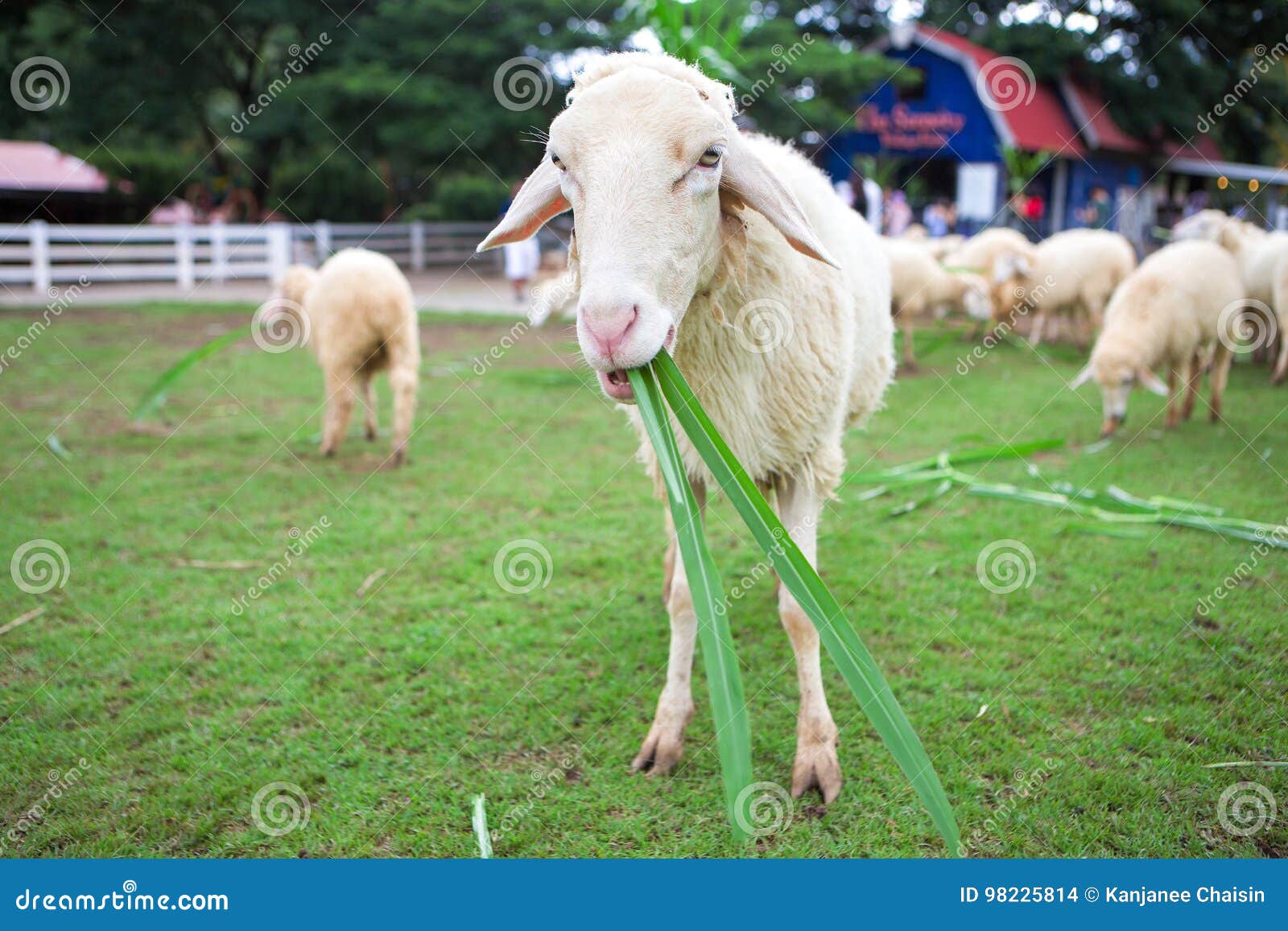 Sheep stock photo. Image of chew, feed, animal, wool - 98225814