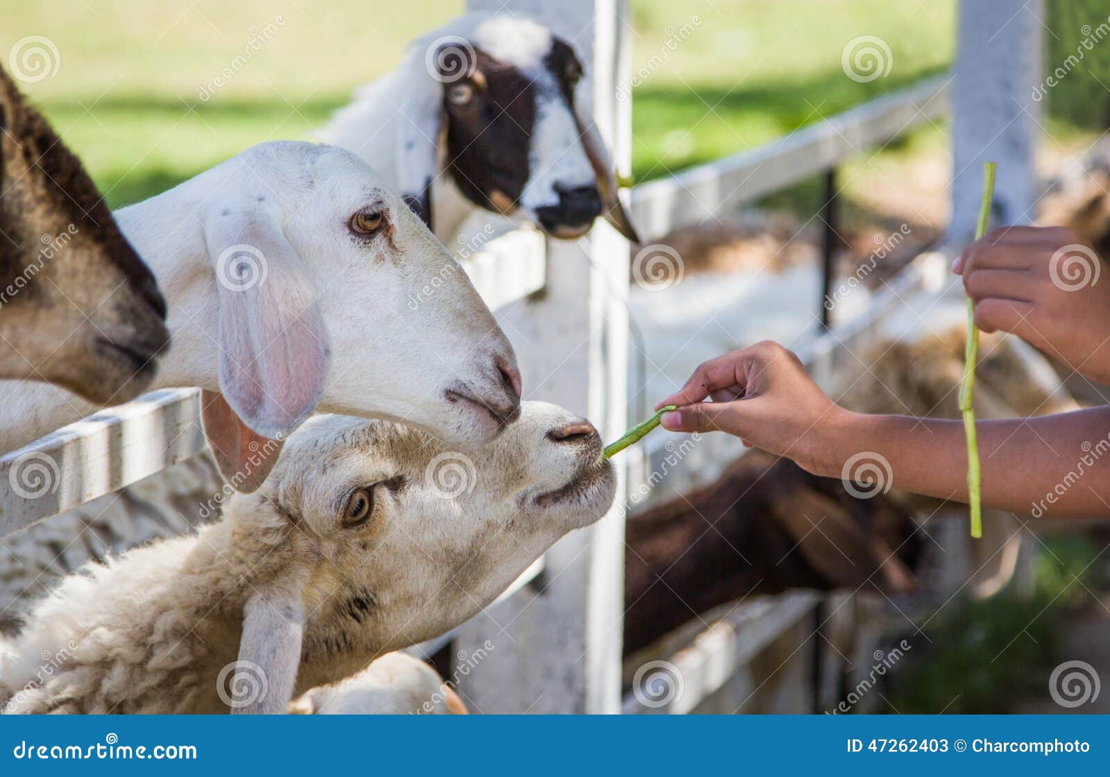 Sheep Feeding by Hand, Feeding Stock Image - Image of eating, green ...