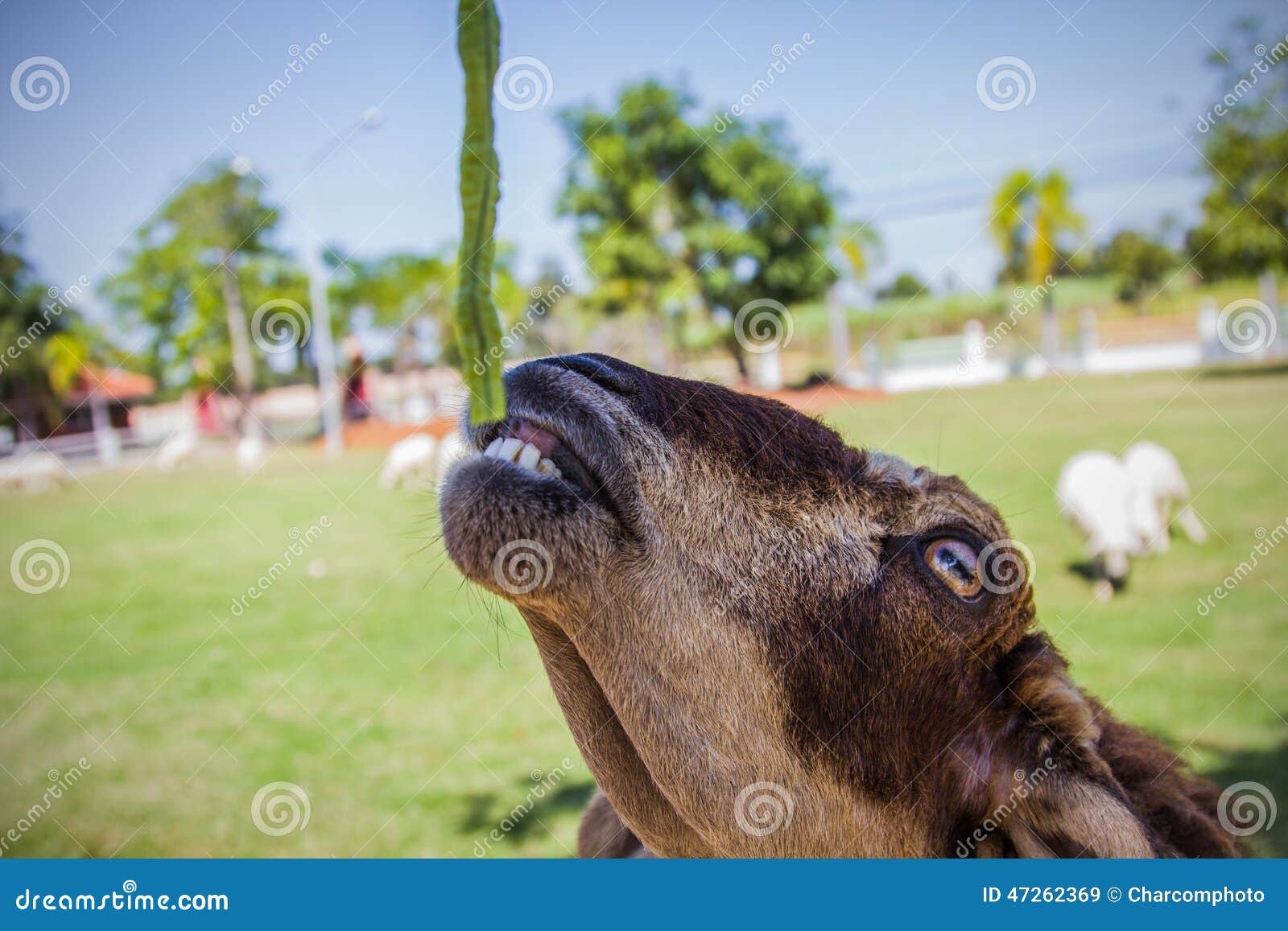 Sheep Feeding by hand stock image. Image of agriculture - 47262369