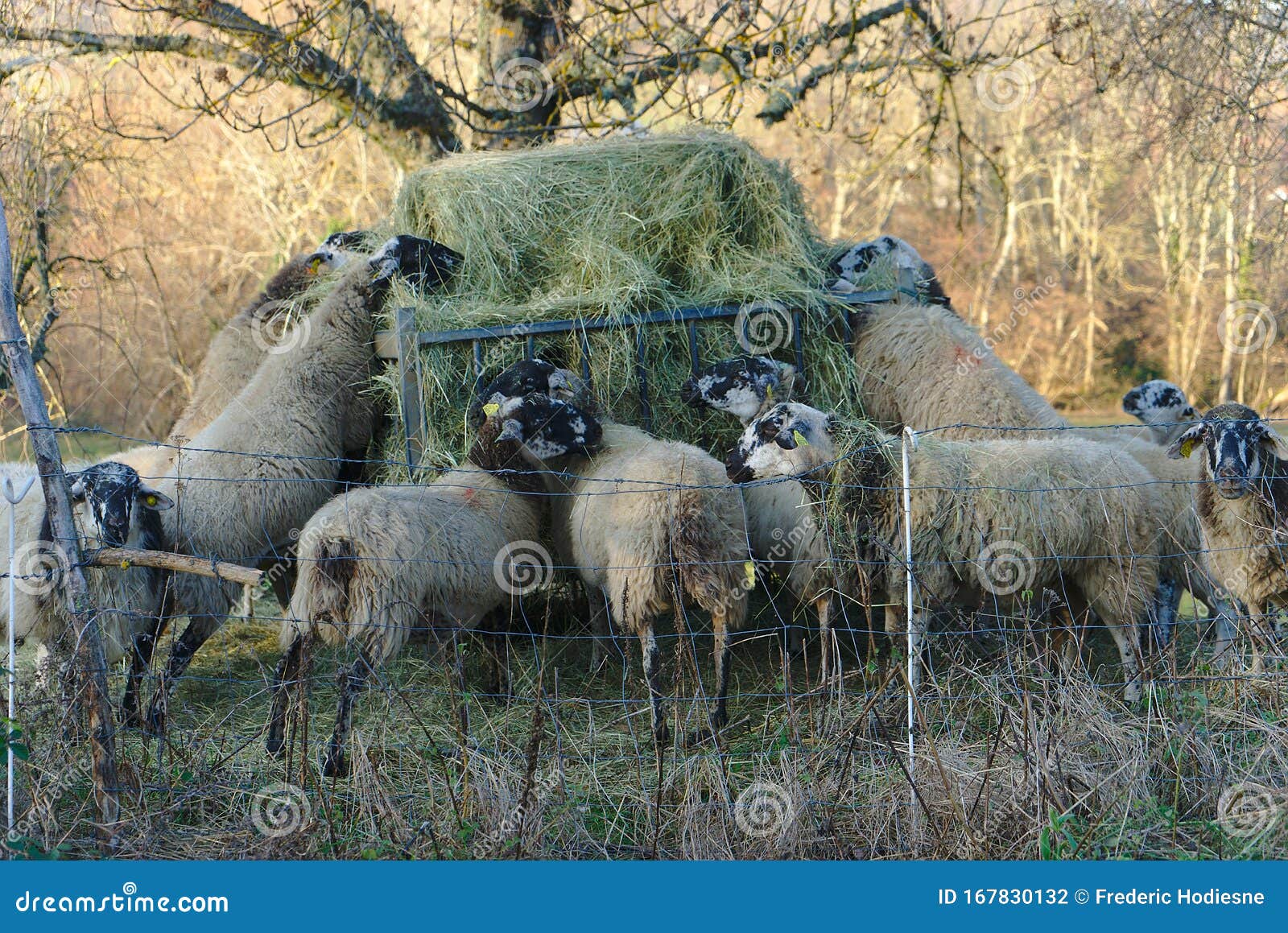 Sheep Feeding on Hay in a Manger Stock Photo - Image of countryside ...
