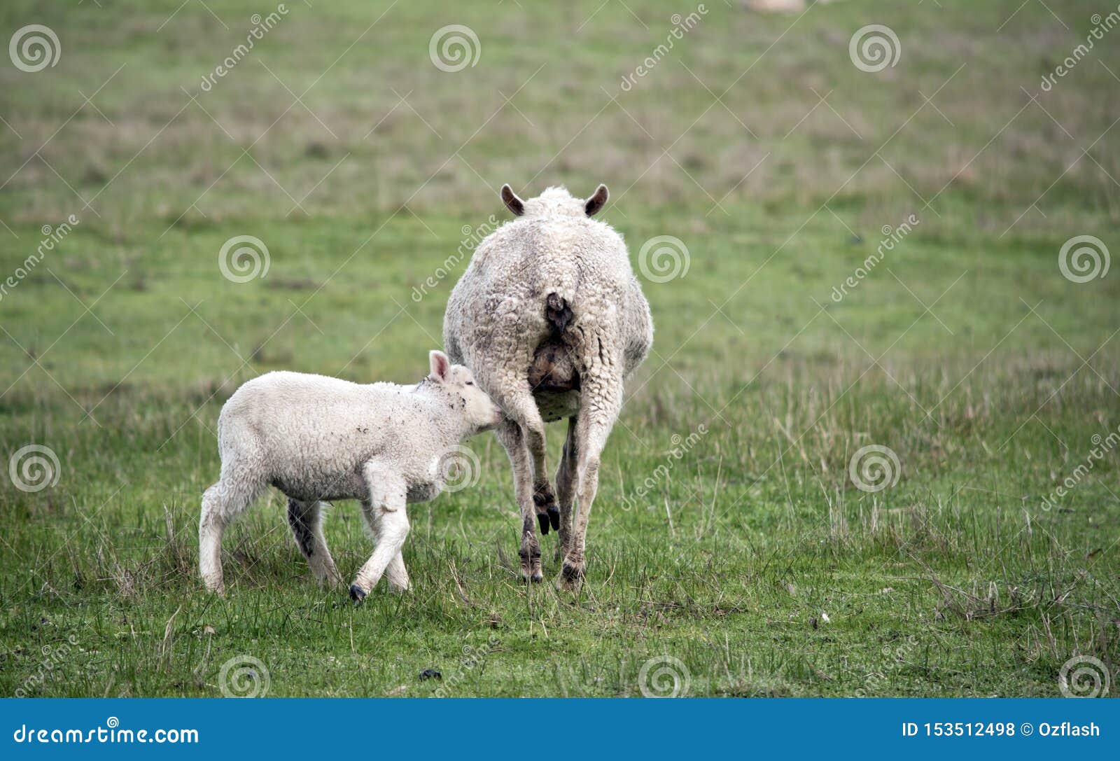Sheep feeding her lamb stock photo. Image of livestock - 153512498