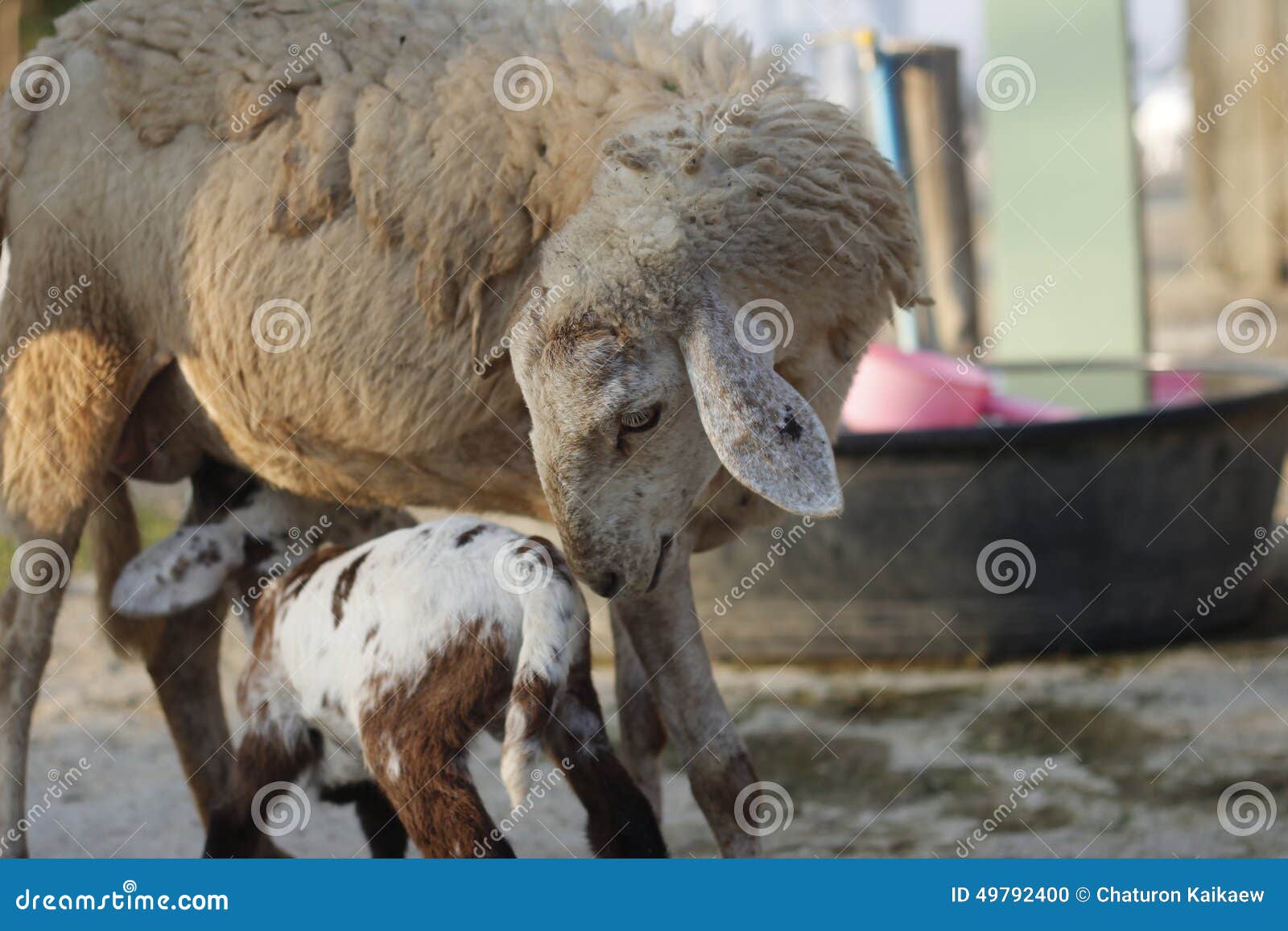 Sheep feeding her lamb stock photo. Image of green, agriculture - 49792400