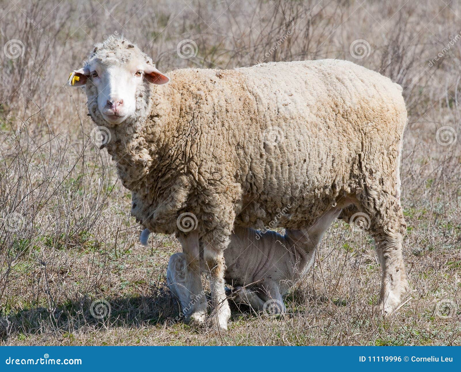 Sheep feeding a lamb stock photo. Image of natural, peaceful - 11119996