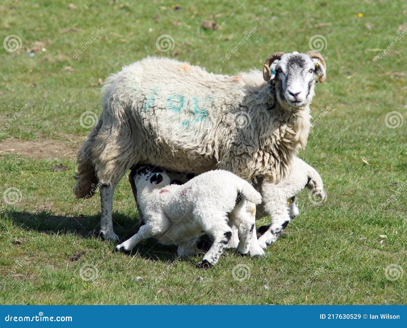 Sheep feeding lambs stock image. Image of feeding, milk - 217630529