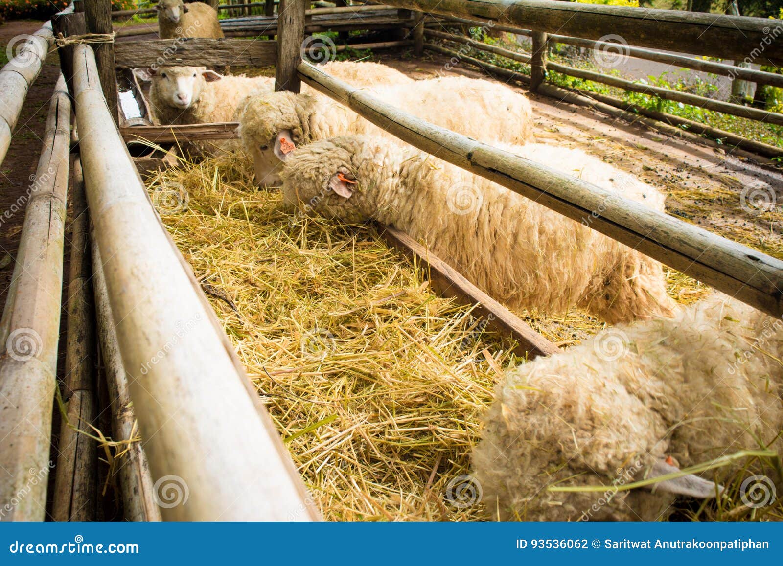 Sheep feeding stock photo. Image of animal, feeding, agricultural ...