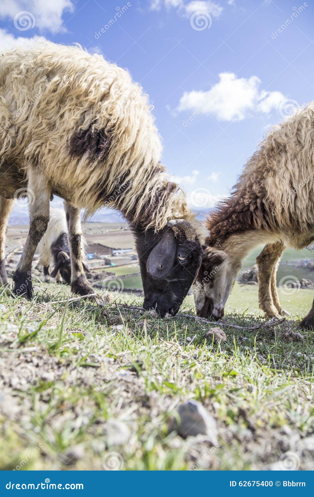 Sheep feeding on meadow stock photo. Image of cloud, feed - 62675400