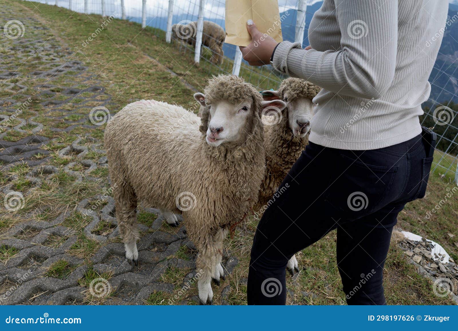 Sheep Feeding at Qingjing Farm Stock Photo - Image of asia, qingjing ...