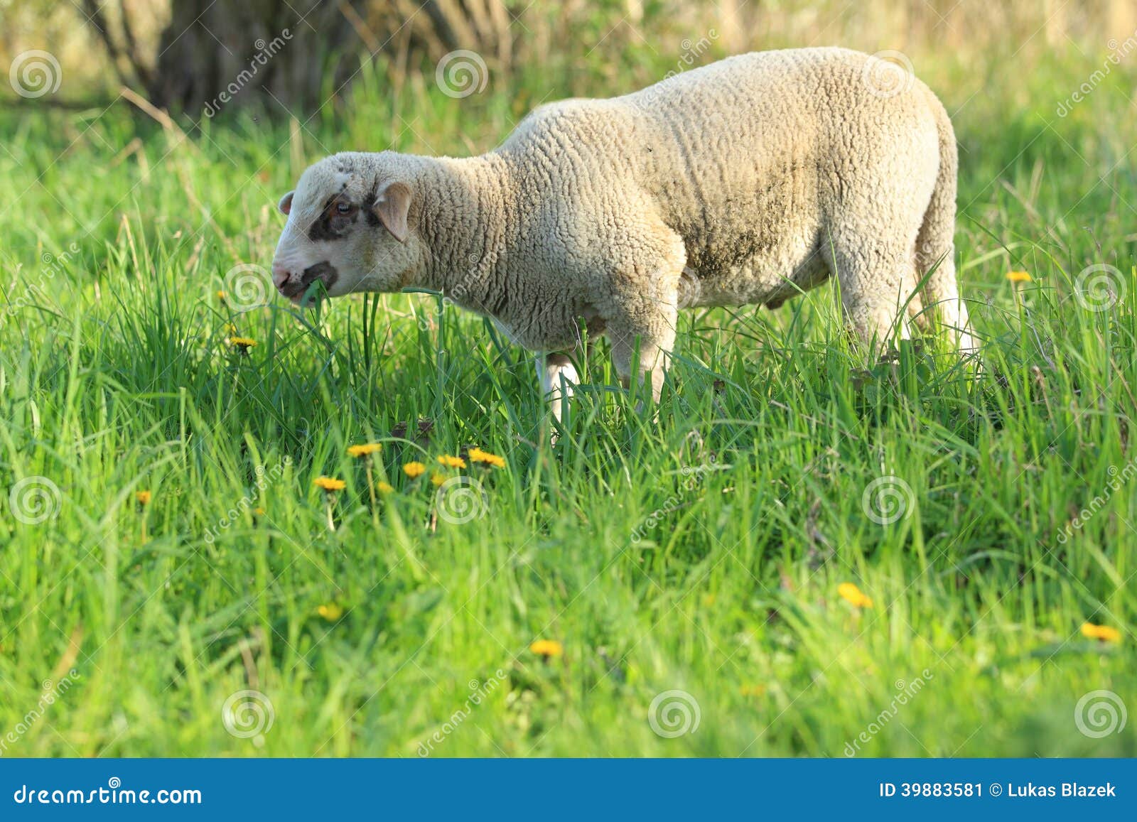 Sheep stock image. Image of farm, female, nature, grass - 39883581