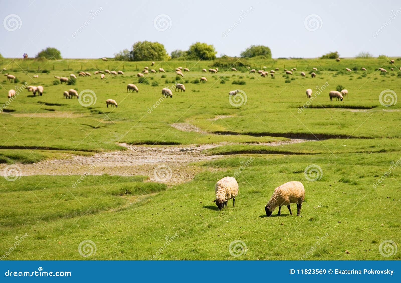 Sheep on a field stock image. Image of agriculture, bush - 11823569