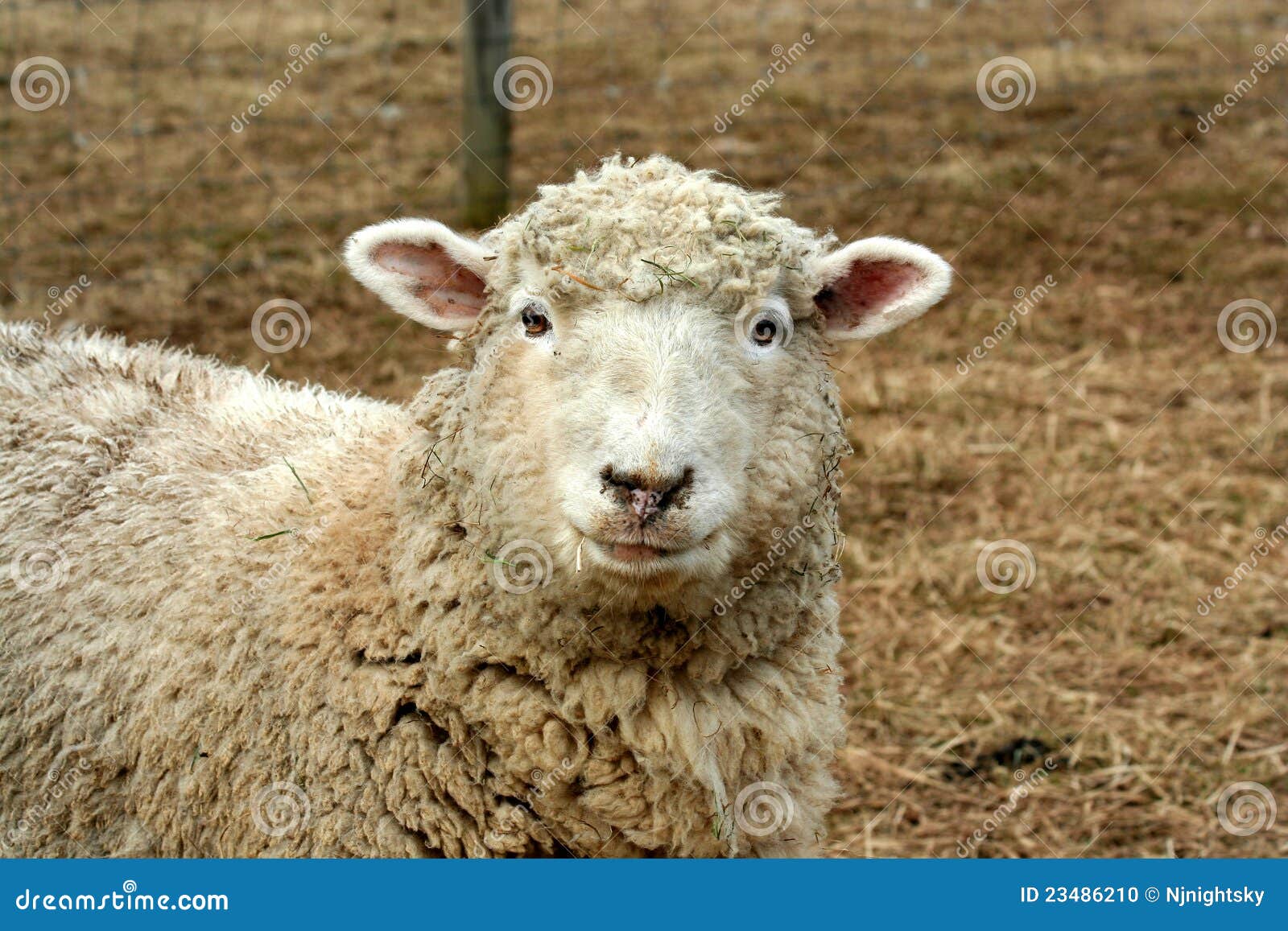 Sheep in a field stock photo. Image of pasture, farm - 23486210