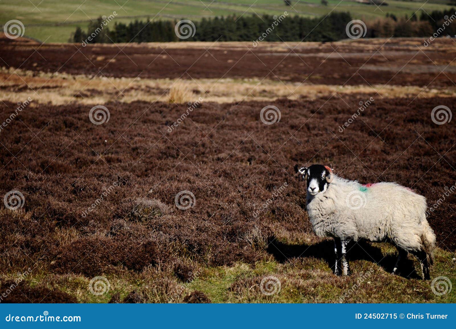 Sheep in a Field stock image. Image of countryside, grass - 24502715