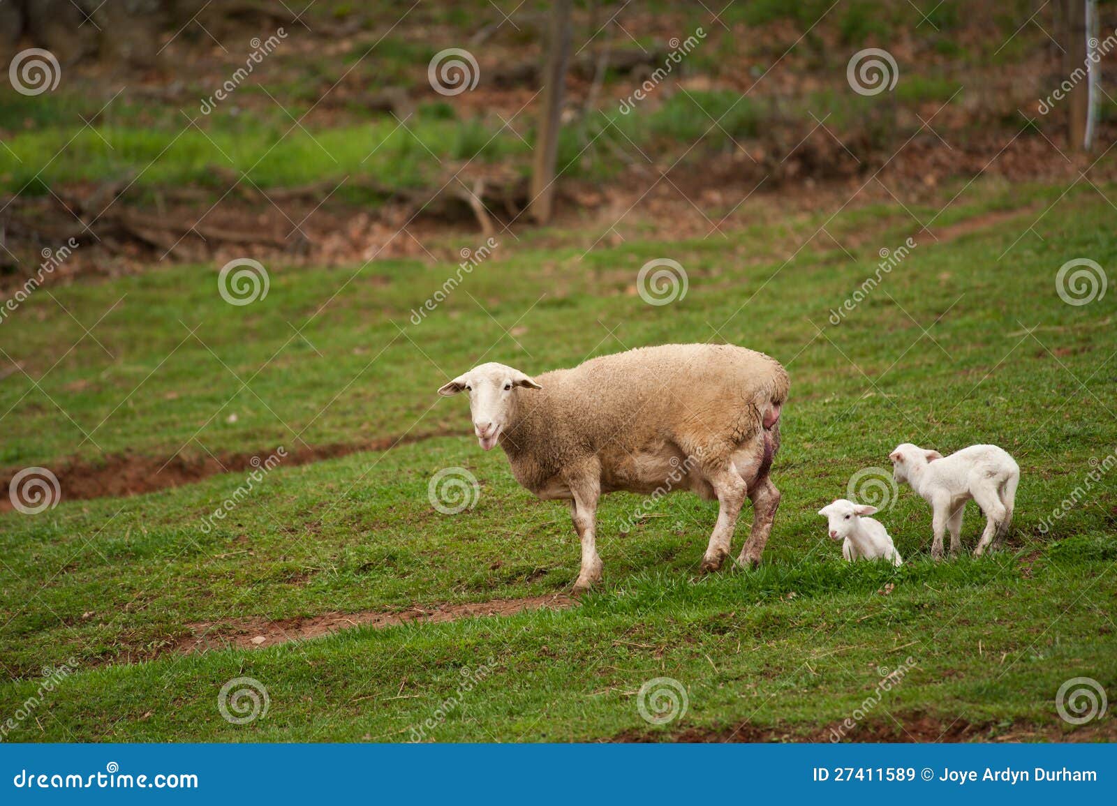 Sheep in the Field stock image. Image of animal, born - 27411589