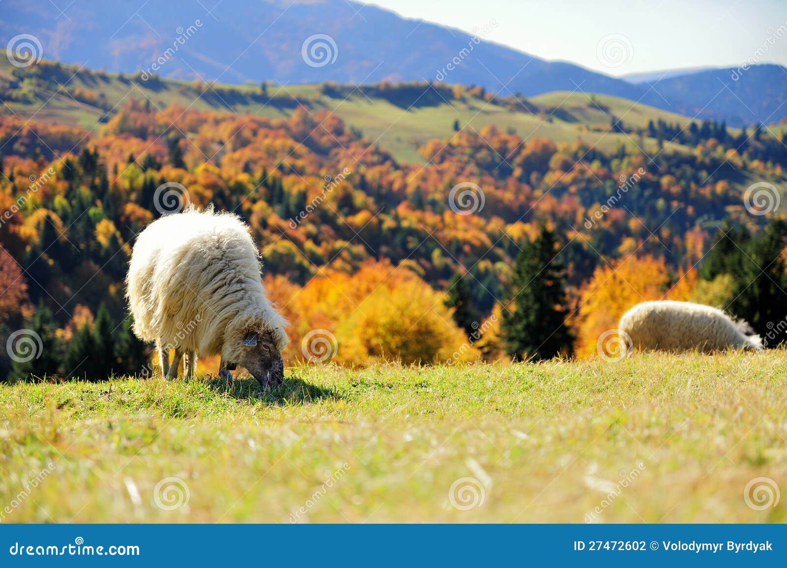 Sheep on a field stock photo. Image of face, herding - 27472602