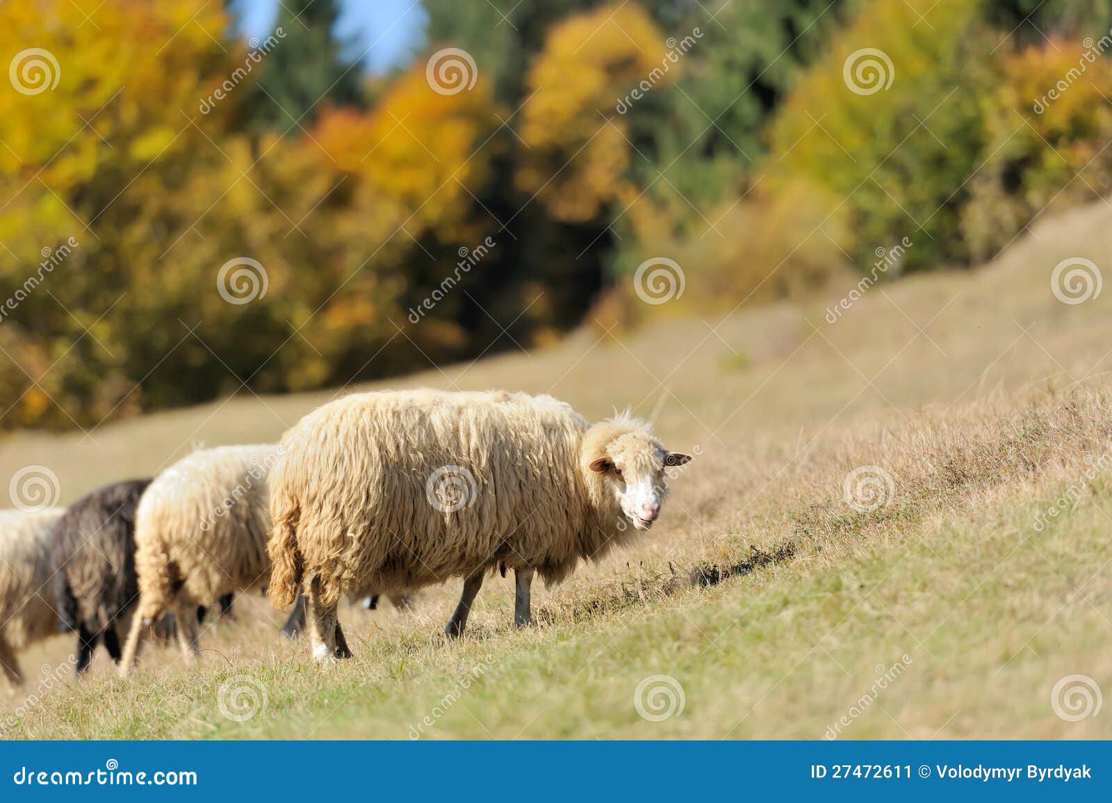 Sheep on a field stock image. Image of field, maternal - 27472611