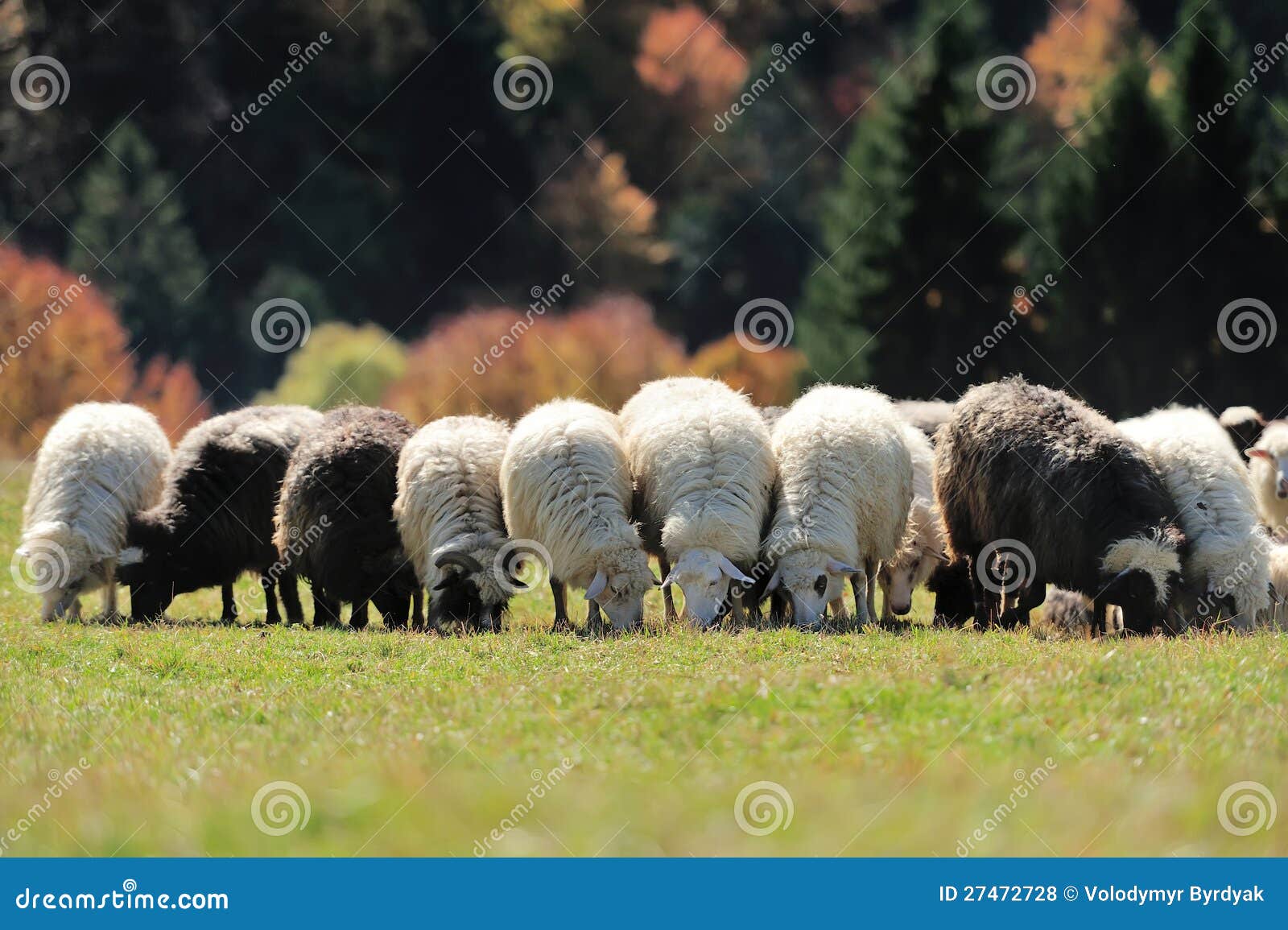 Sheep on a field stock photo. Image of friendly, mammal - 27472728