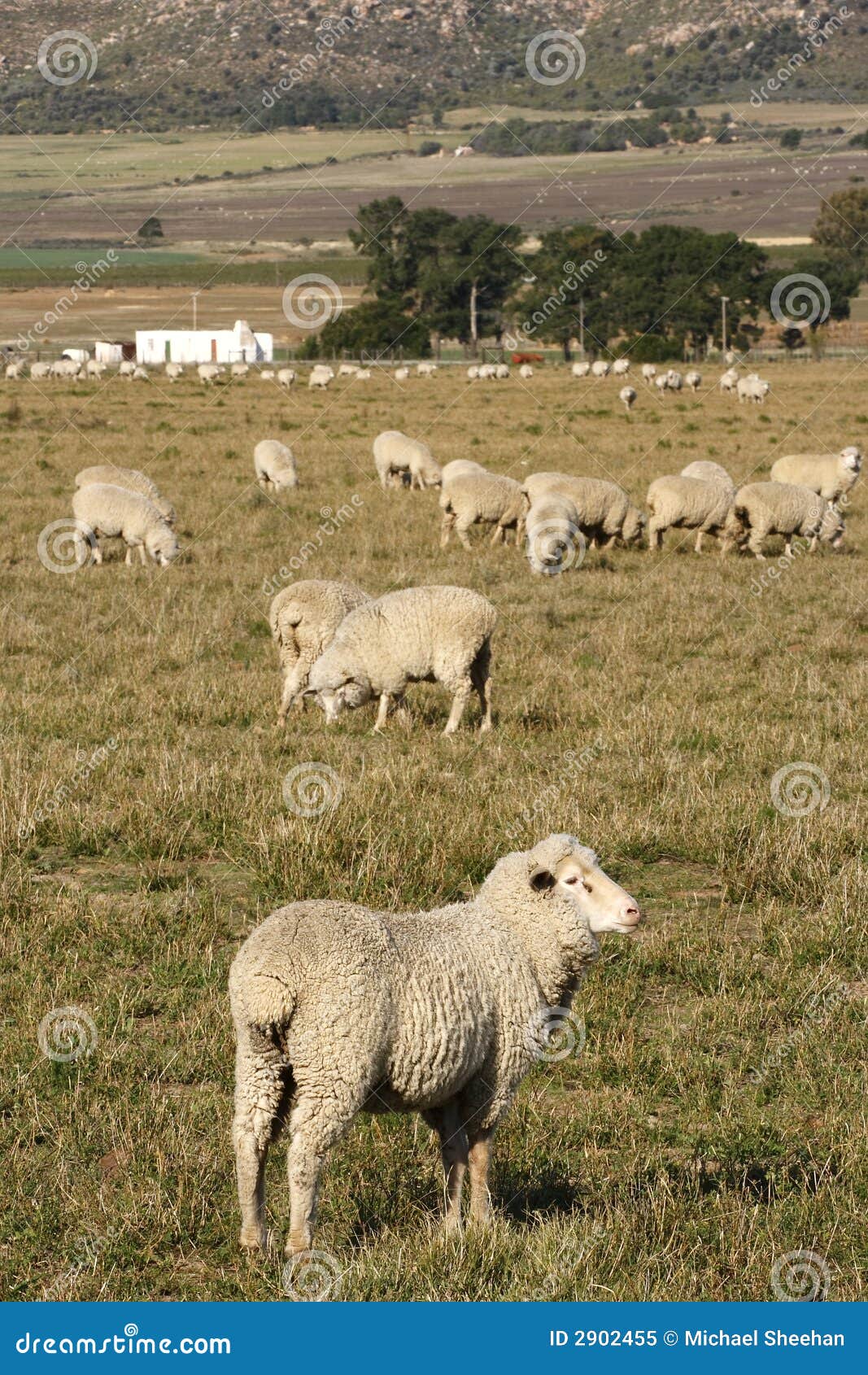 Sheep in a field stock image. Image of warm, trees, sunny - 2902455