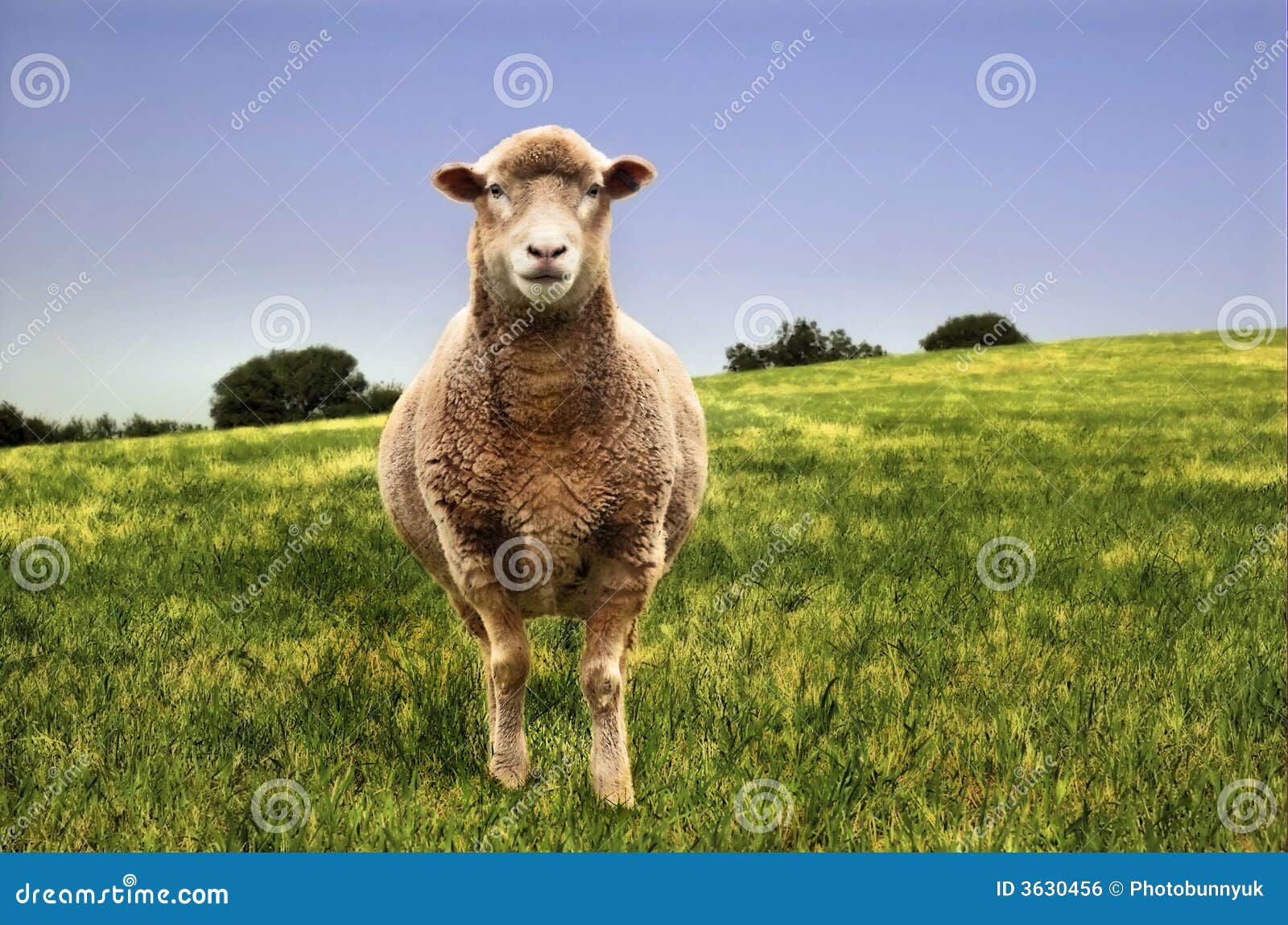 Sheep in a field stock photo. Image of remote, field, wool - 3630456