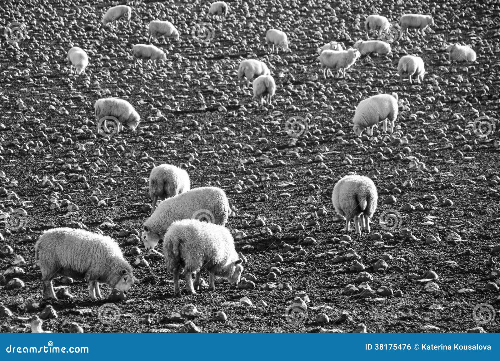 Sheep on the field stock photo. Image of hunger, cooperation - 38175476