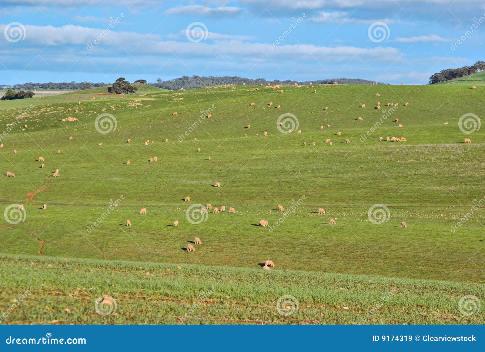 Sheep in the field stock image. Image of farm, farming - 9174319