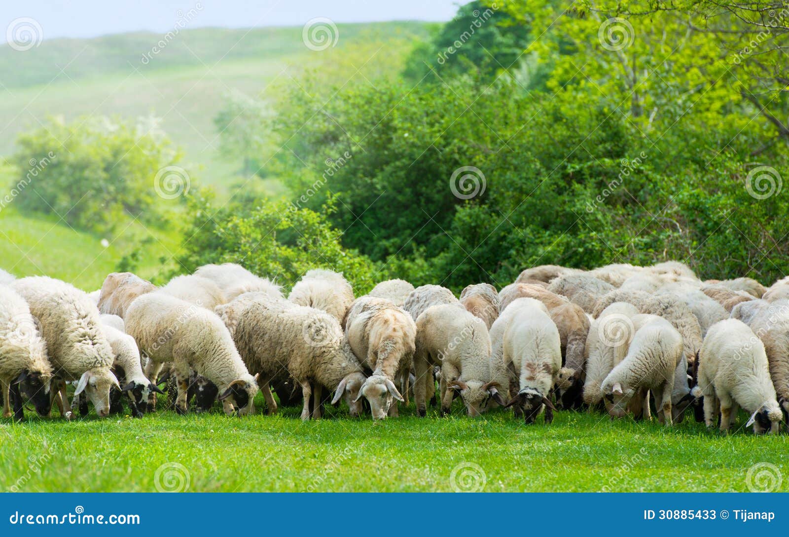 Sheep Eating Grass Stock Image | CartoonDealer.com #15842119