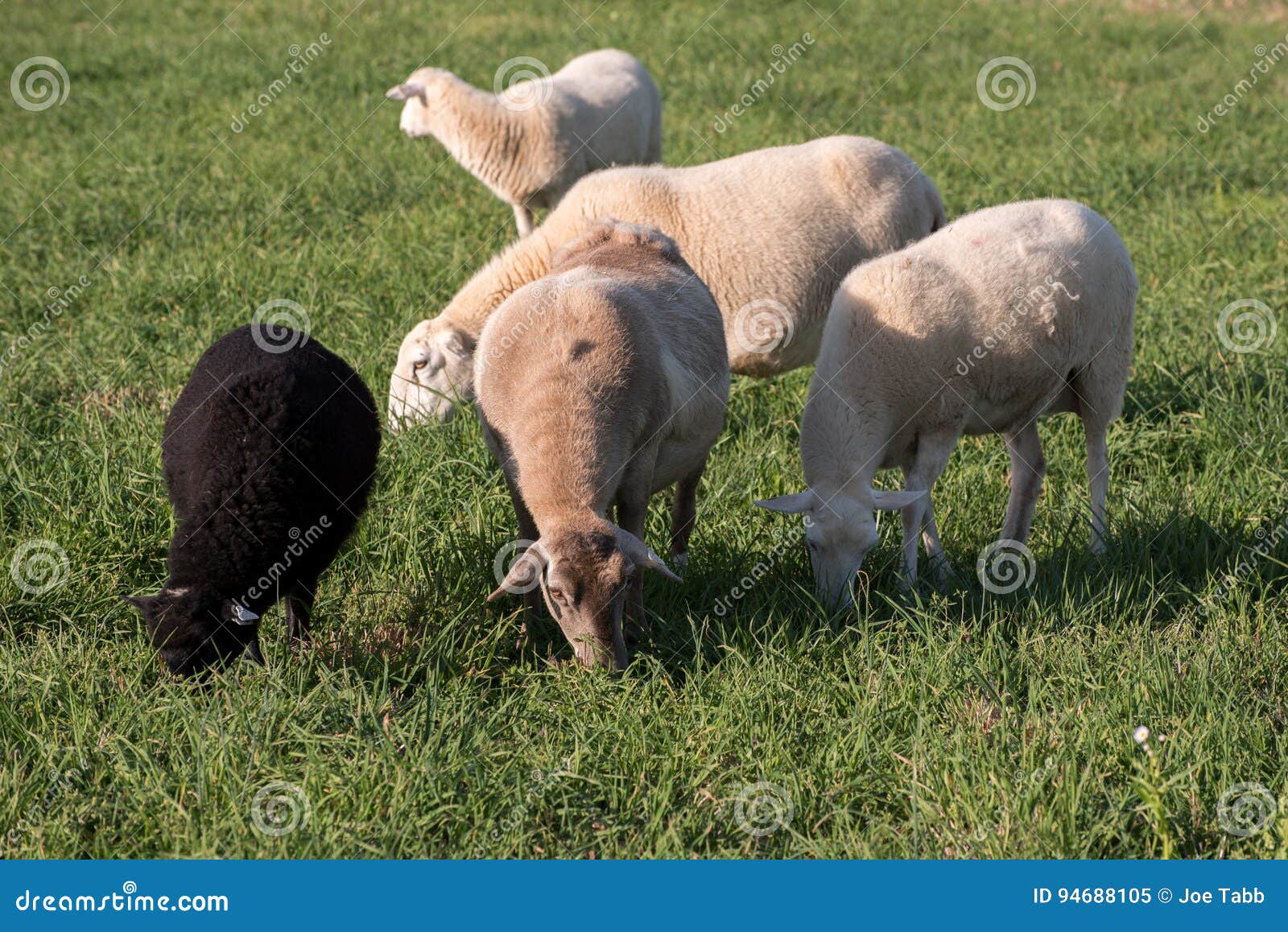 Sheep in a field stock image. Image of sheep, animal - 94688105