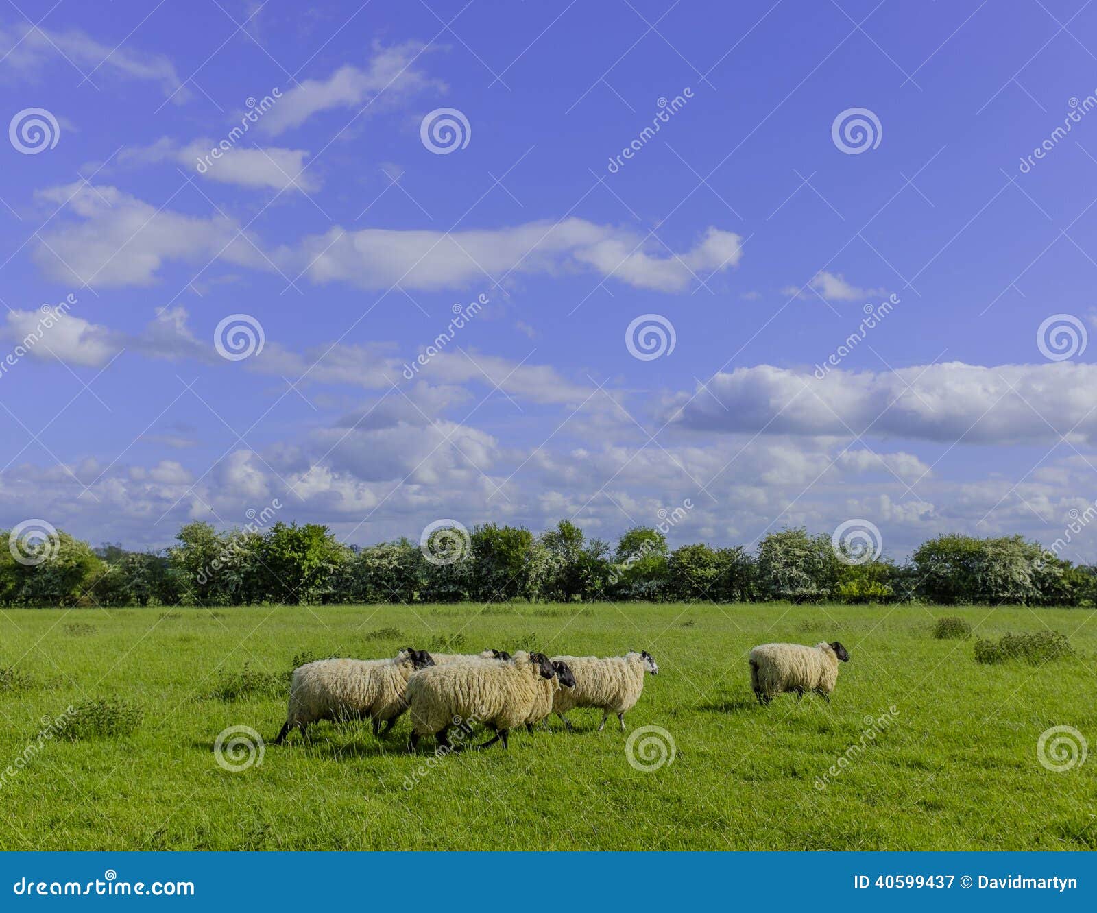Sheep stock image. Image of sheep, rural, field, lamb - 40599437