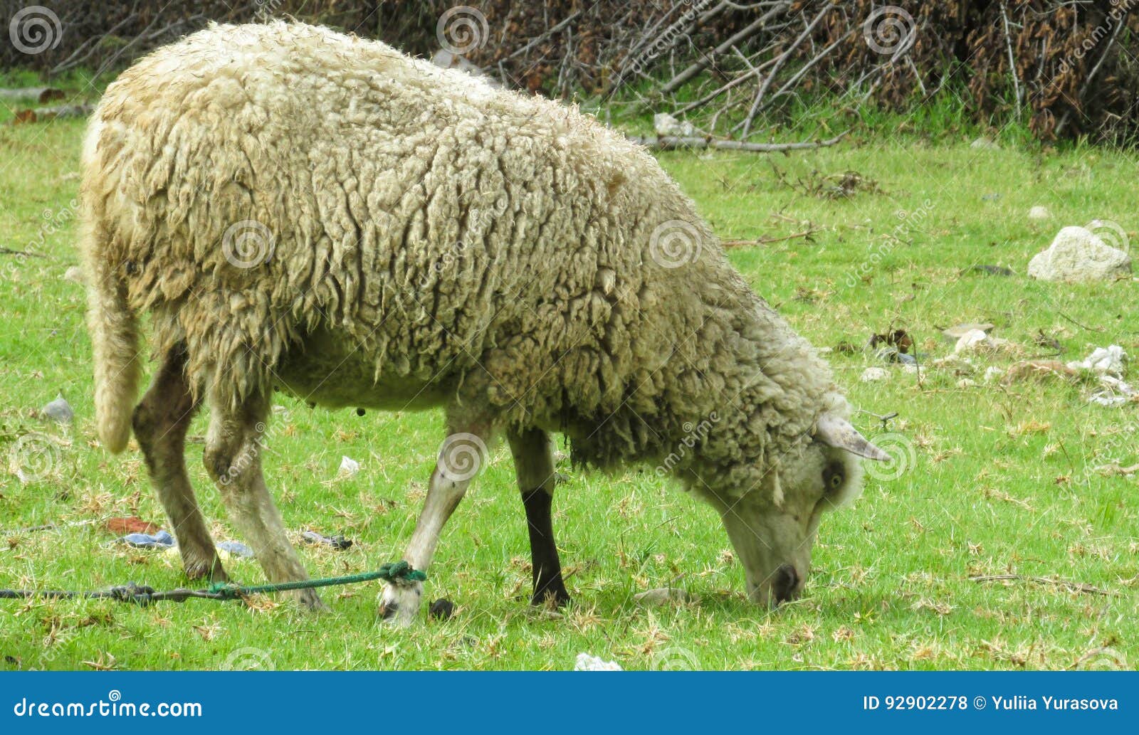 Sheep on the field stock photo. Image of farming, fluffy - 92902278