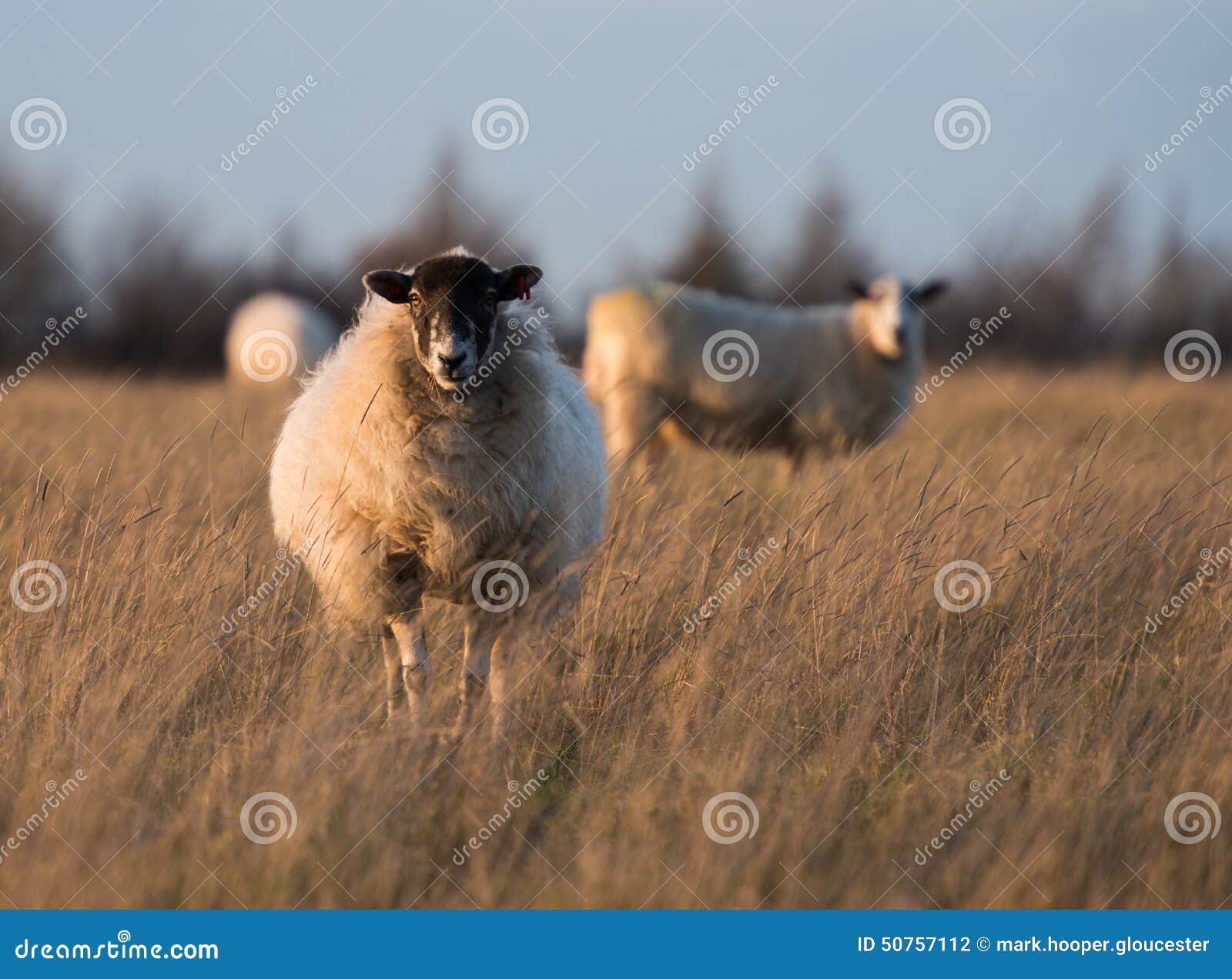 Sheep in a field stock photo. Image of pasture, farmers - 50757112