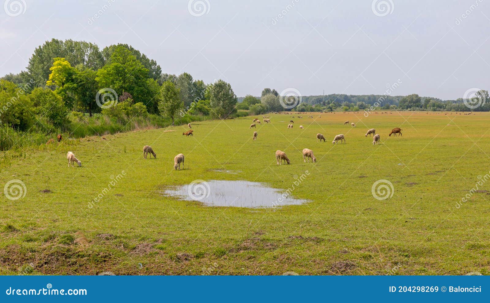 Sheep Field stock image. Image of grass, pond, agriculture - 204298269