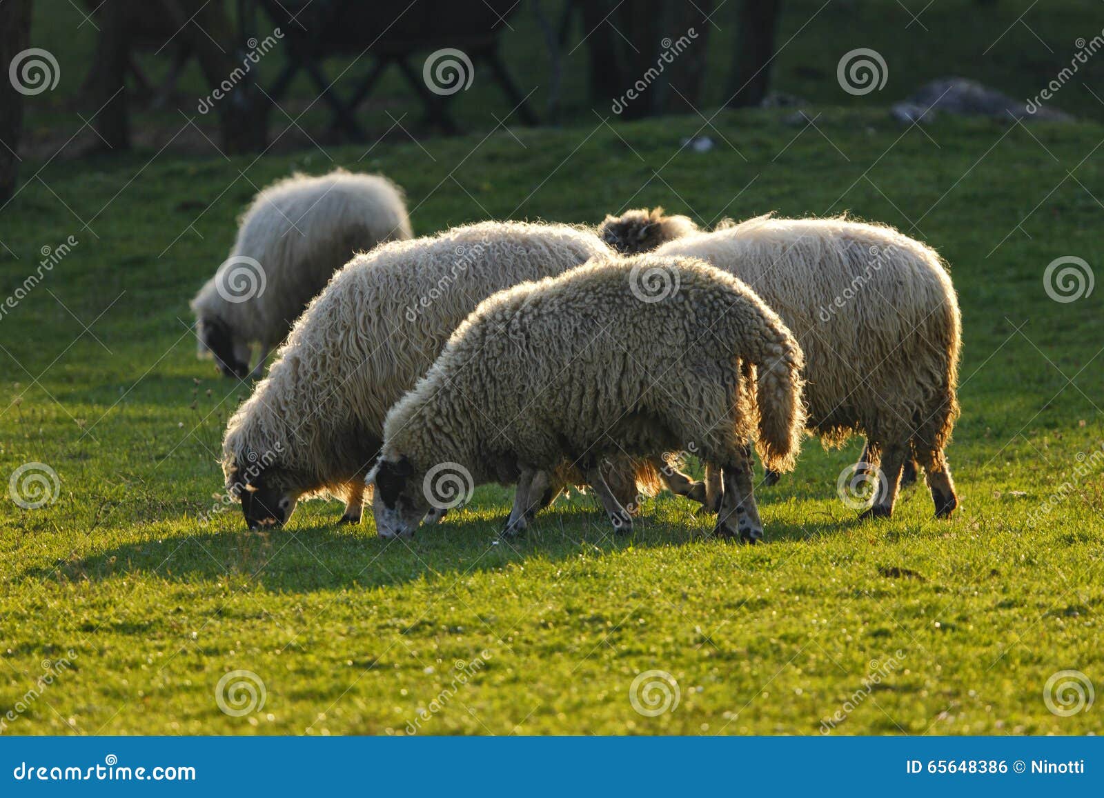 Sheep in a field stock photo. Image of outdoor, meadow - 65648386