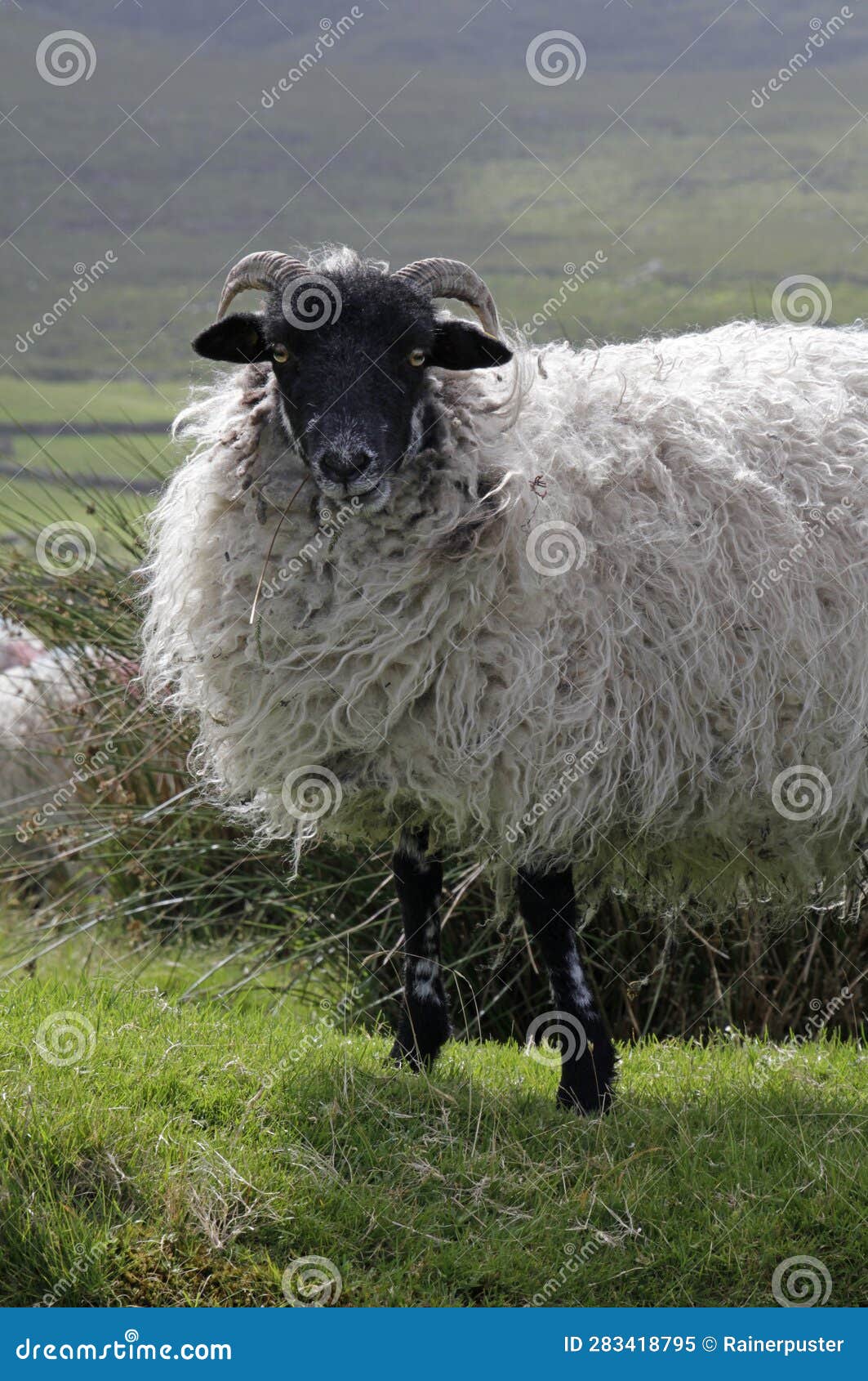 Sheep on a Field in Ireland Stock Image - Image of park, grass: 283418795