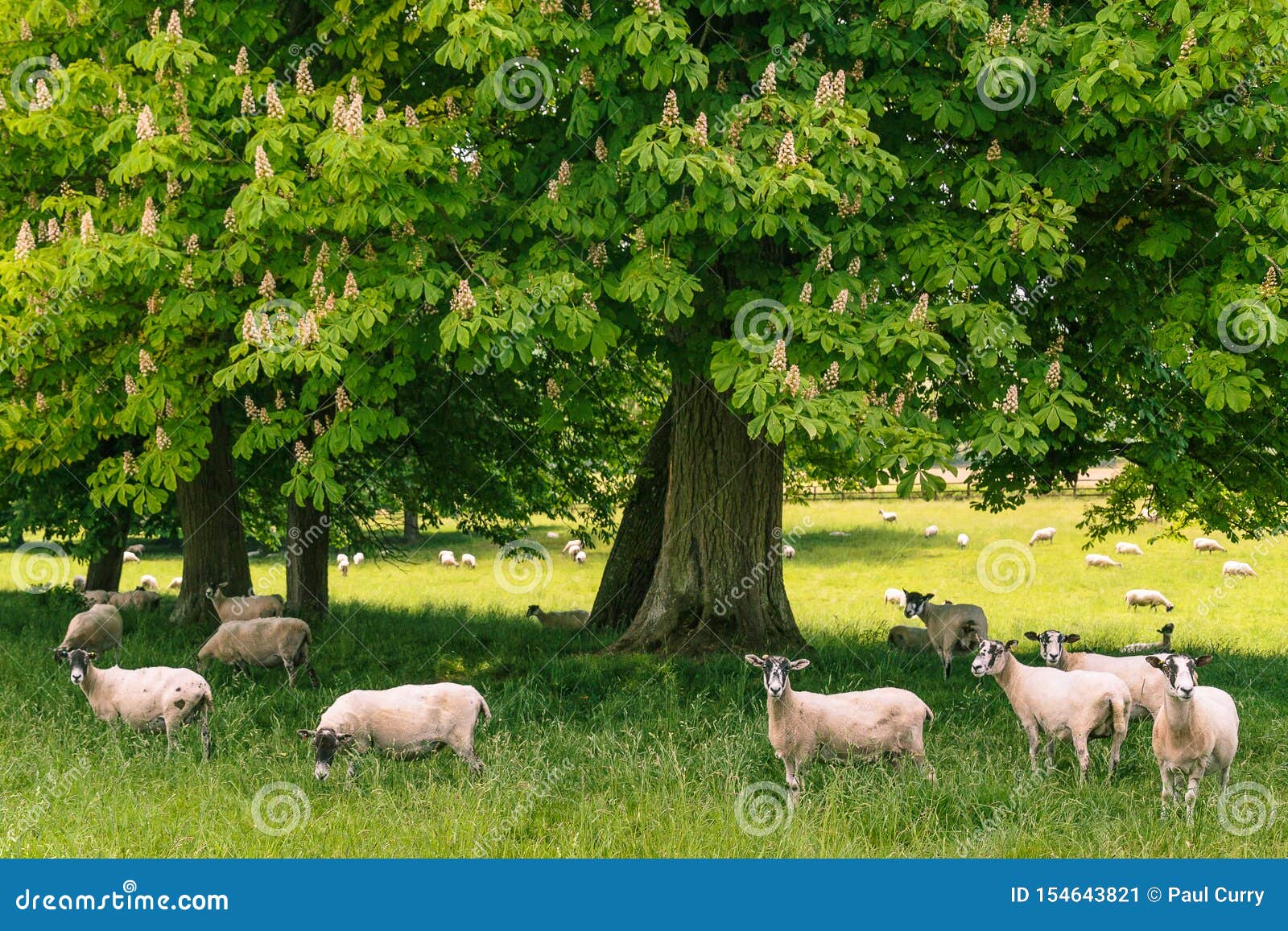 A Herd of Sheep Under the Tree Keeping Cool Whilst Grazing in Meadow ...