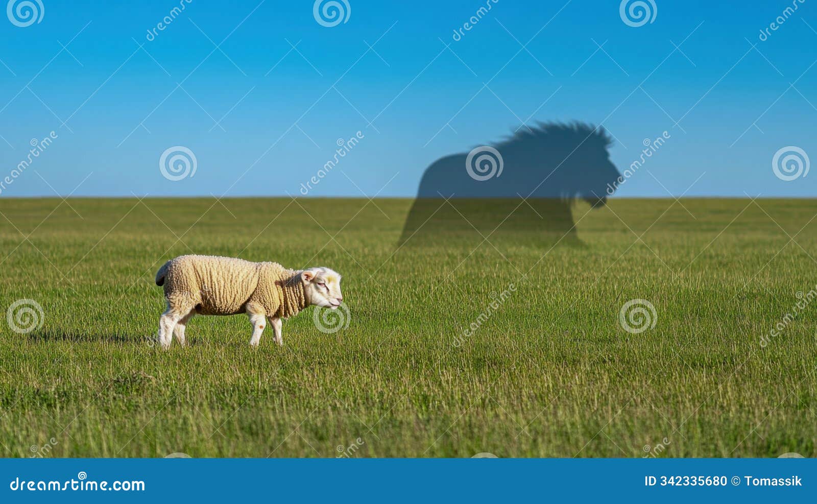 Sheep in Field with Lion Shadow Symbolizing Hidden Strength and Courage ...