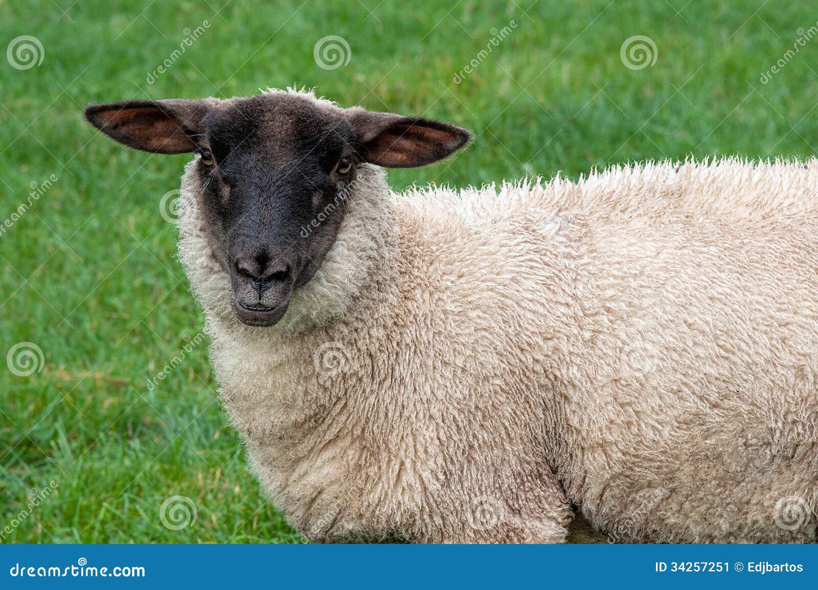 Sheep stock image. Image of wool, sheep, agriculture - 34257251