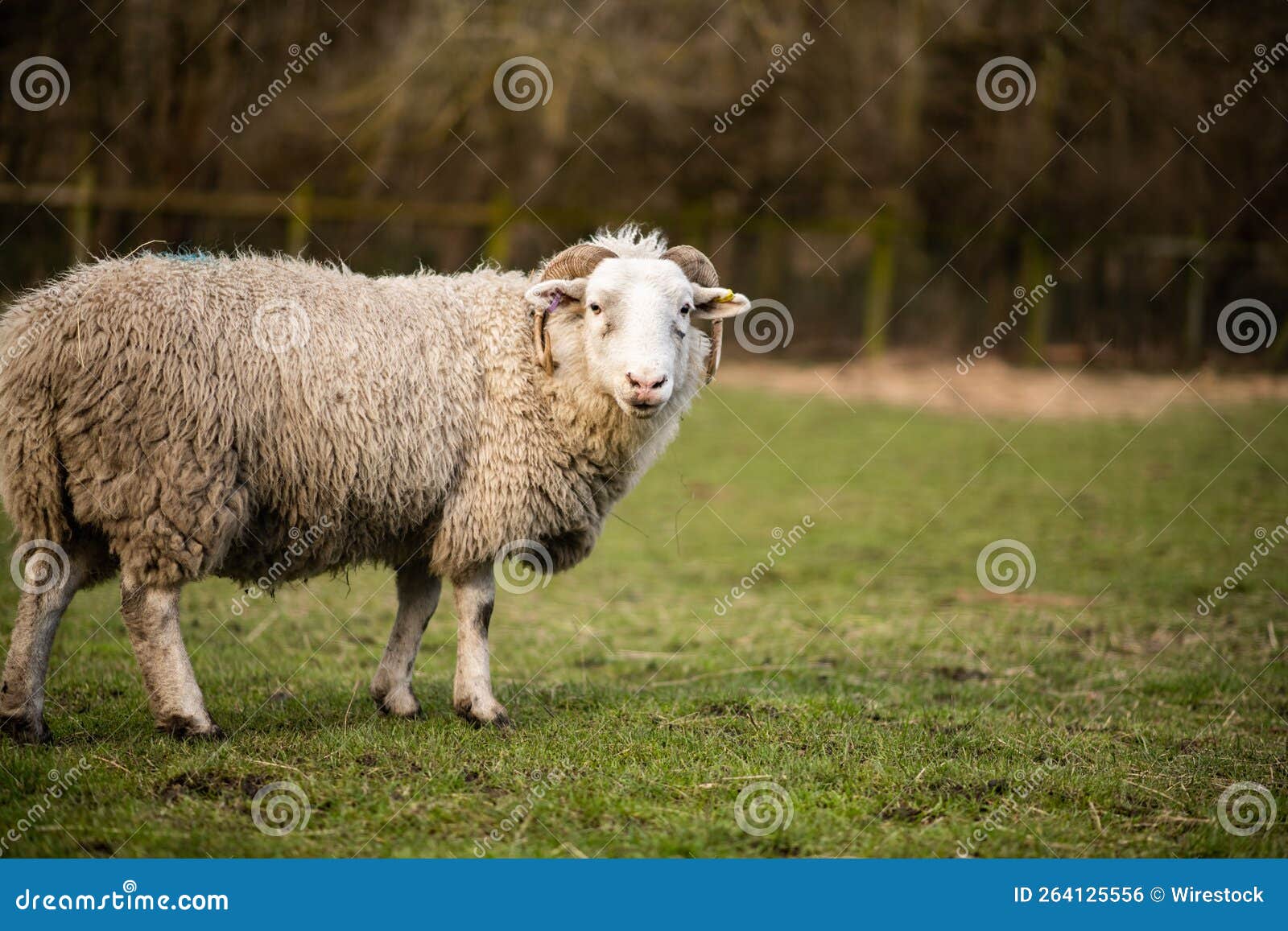 Sheep in a Field Looking at the Camera Stock Photo - Image of portrait ...