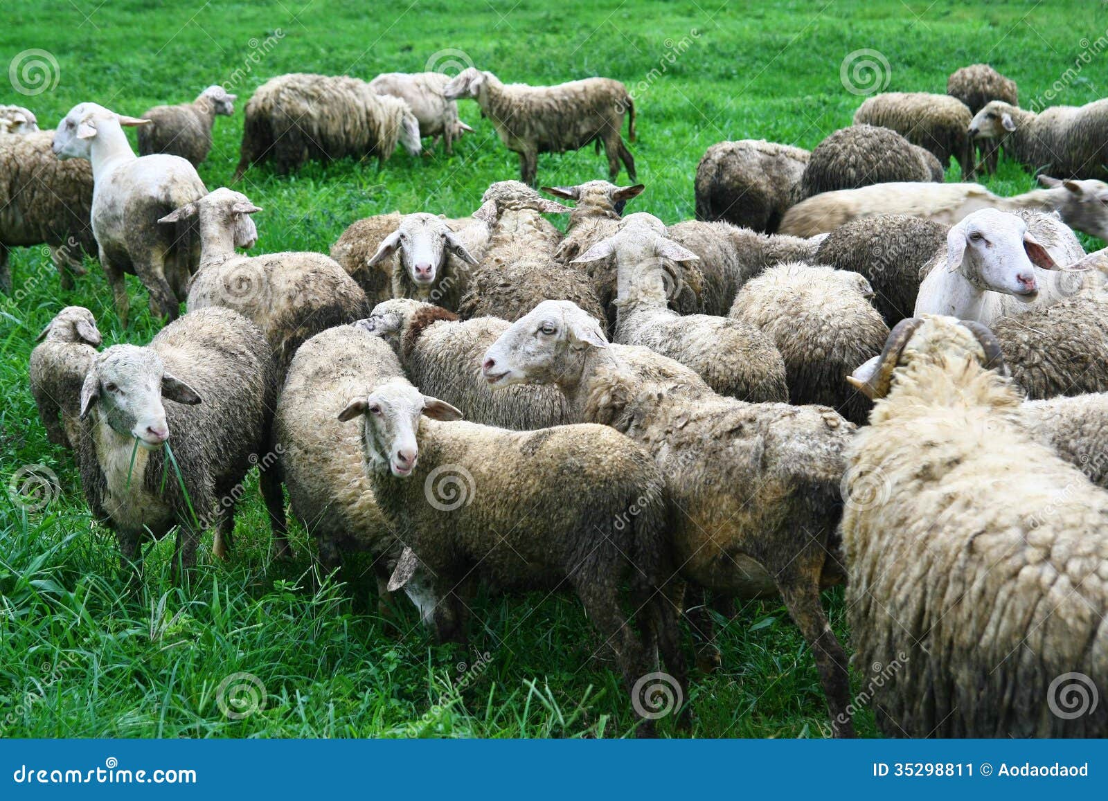 Sheep in field stock image. Image of herding, farm, grazing - 35298811