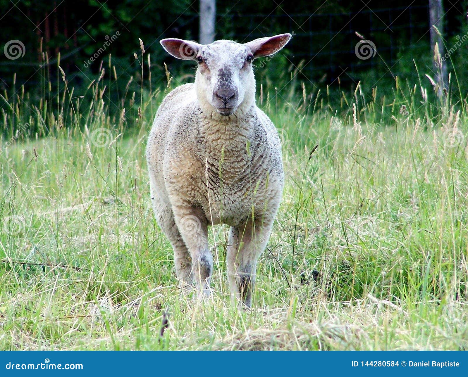 Sheep, a Sheep in a Field in Summer Stock Photo - Image of young, wood ...